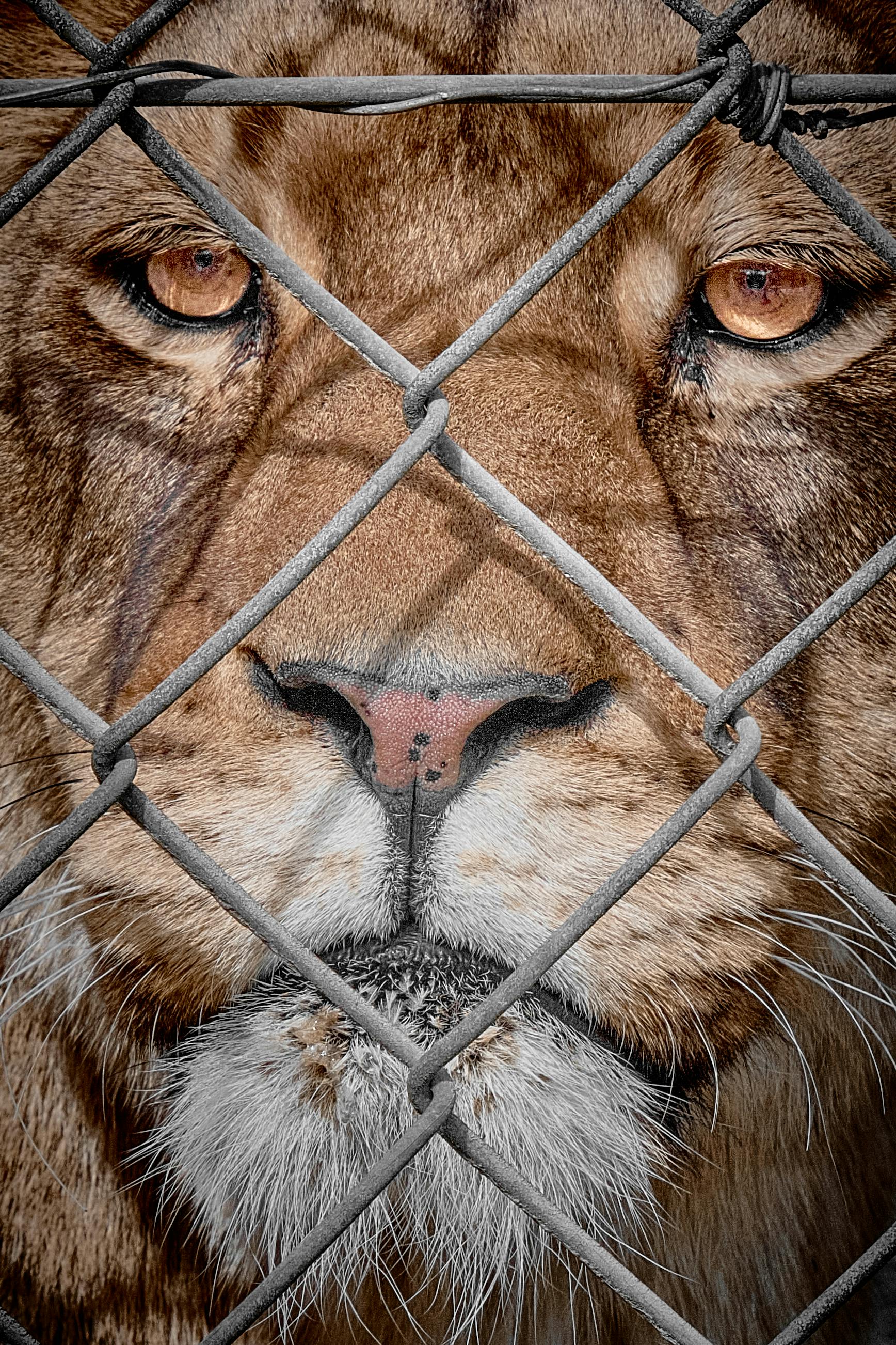 Zoo Animals Photos, Download The BEST Free Zoo Animals Stock Photos ...