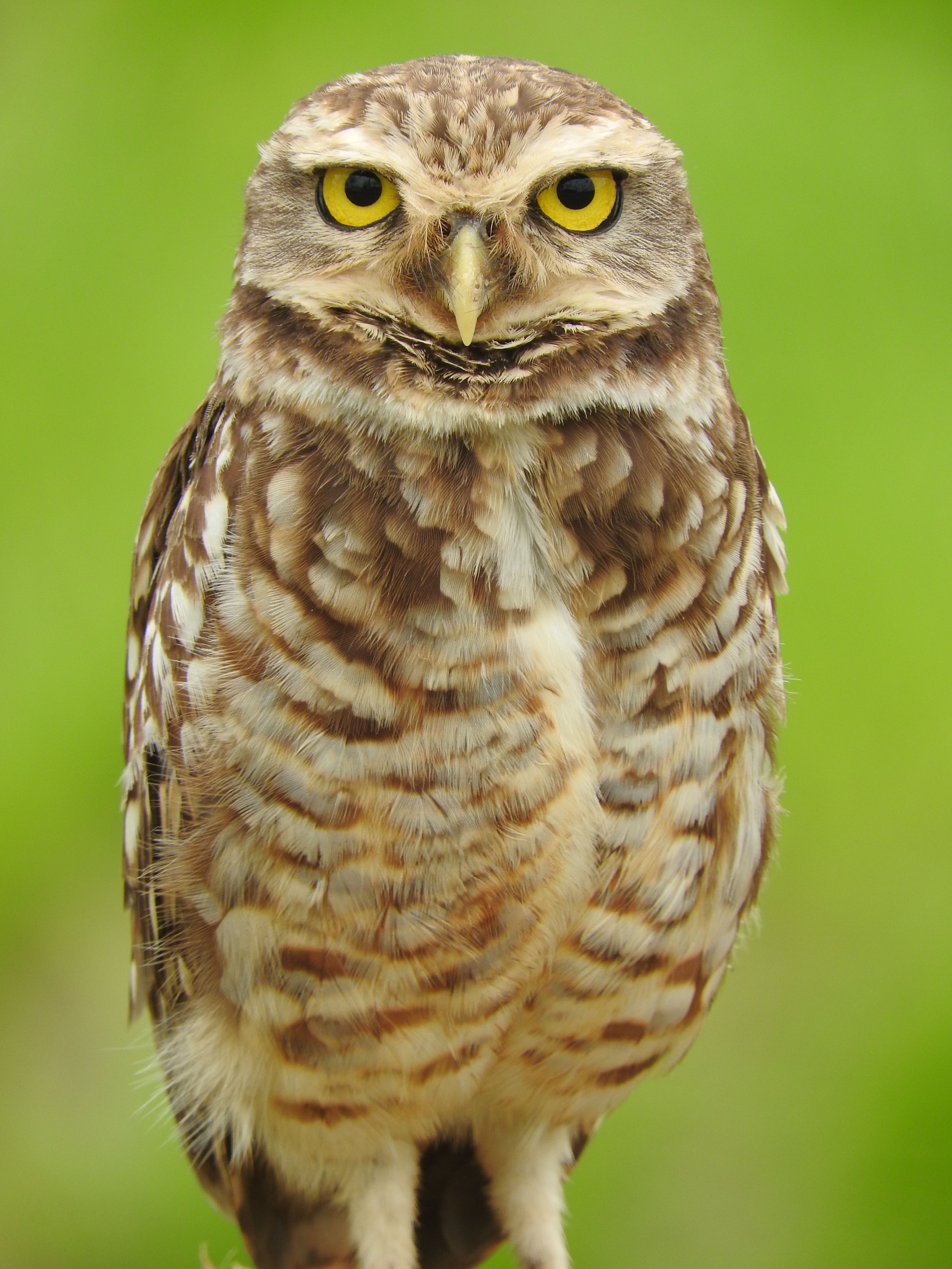 Close-up of Burrowing Owl in São Paulo · Free Stock Photo