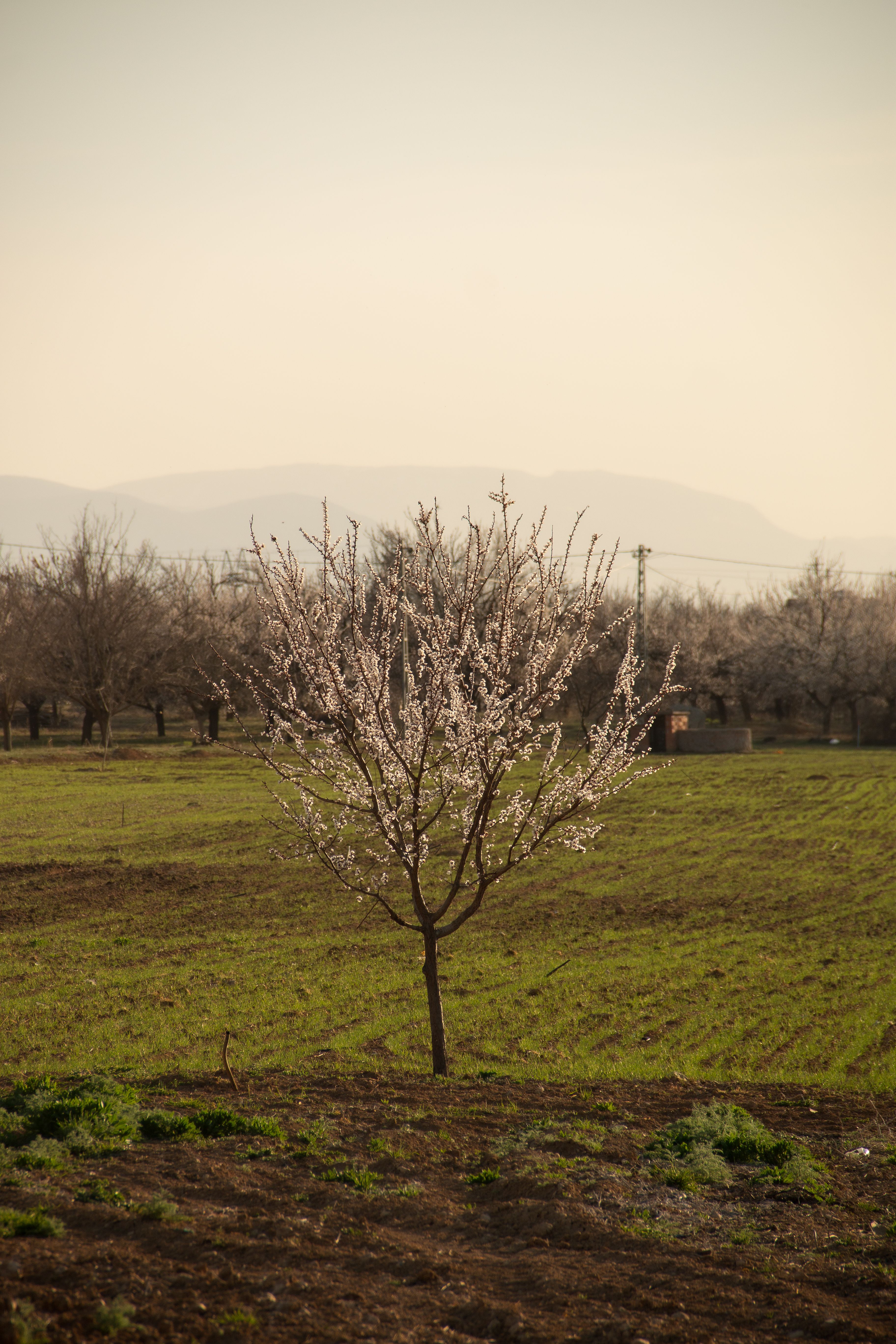 Blossoming Apricot Tree in Springtime Türkiye · Free Stock Photo