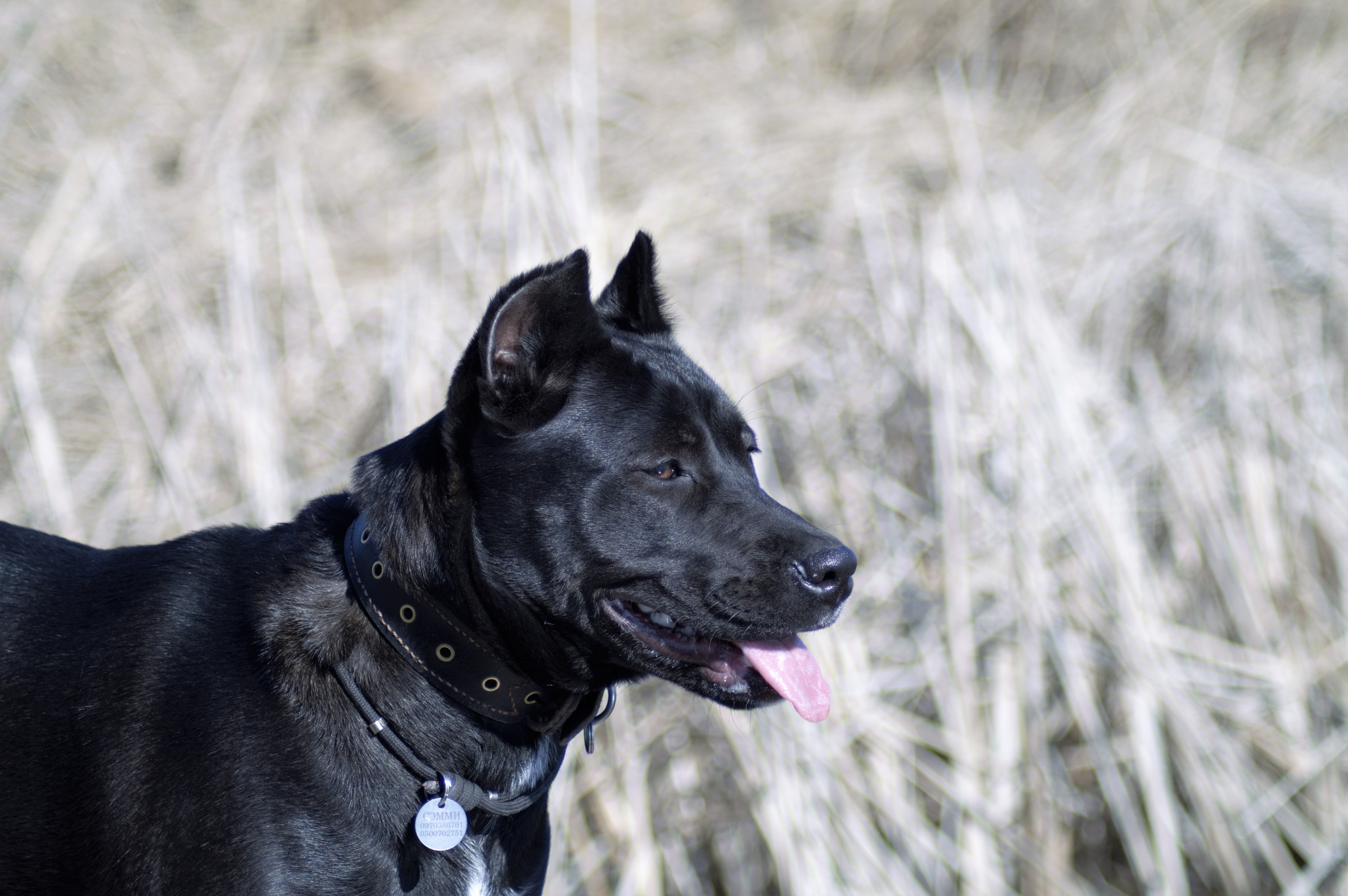 Close-up of Black Dog in Natural Setting · Free Stock Photo