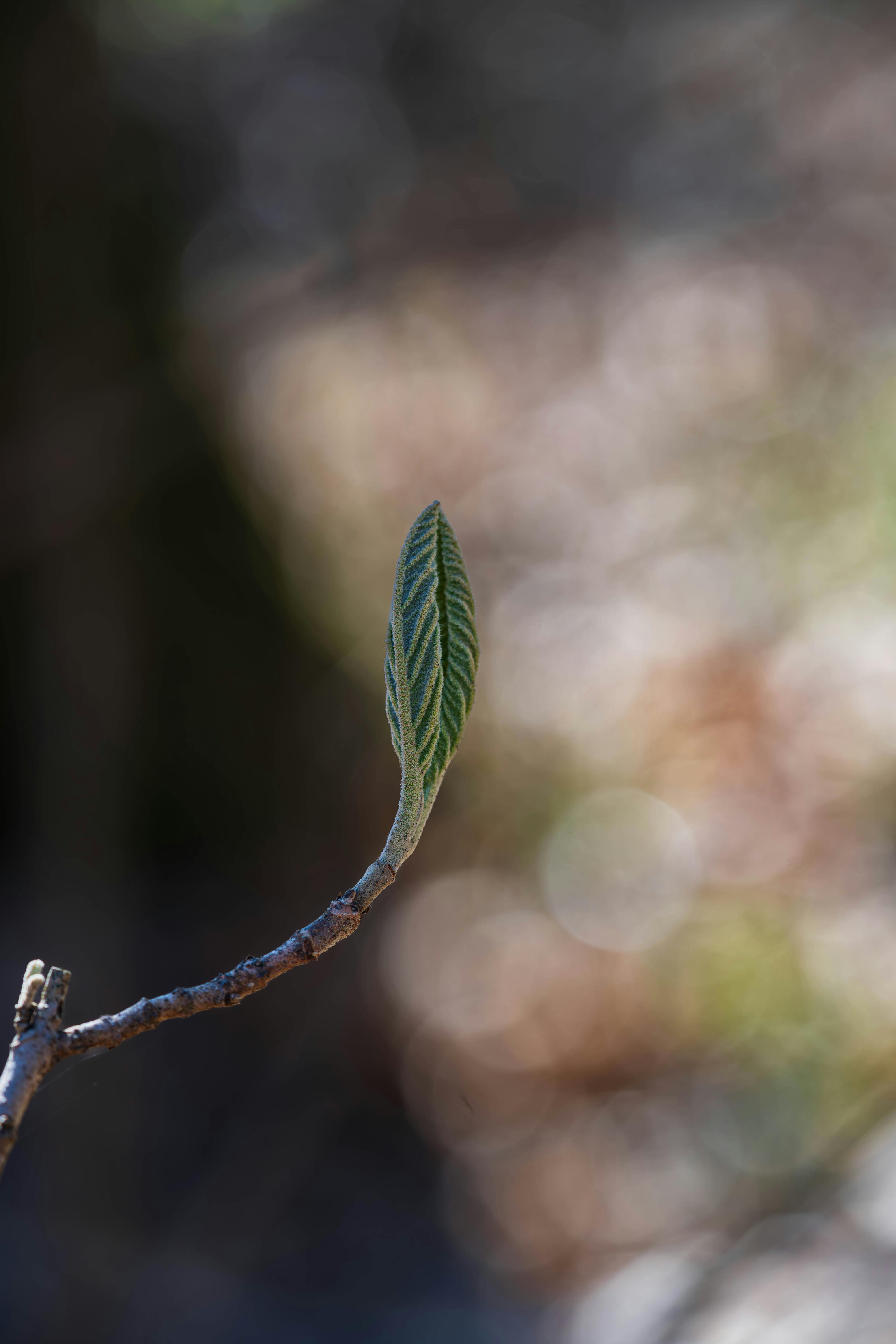 Macro Shot of Emerging Leaf on Branch · Free Stock Photo