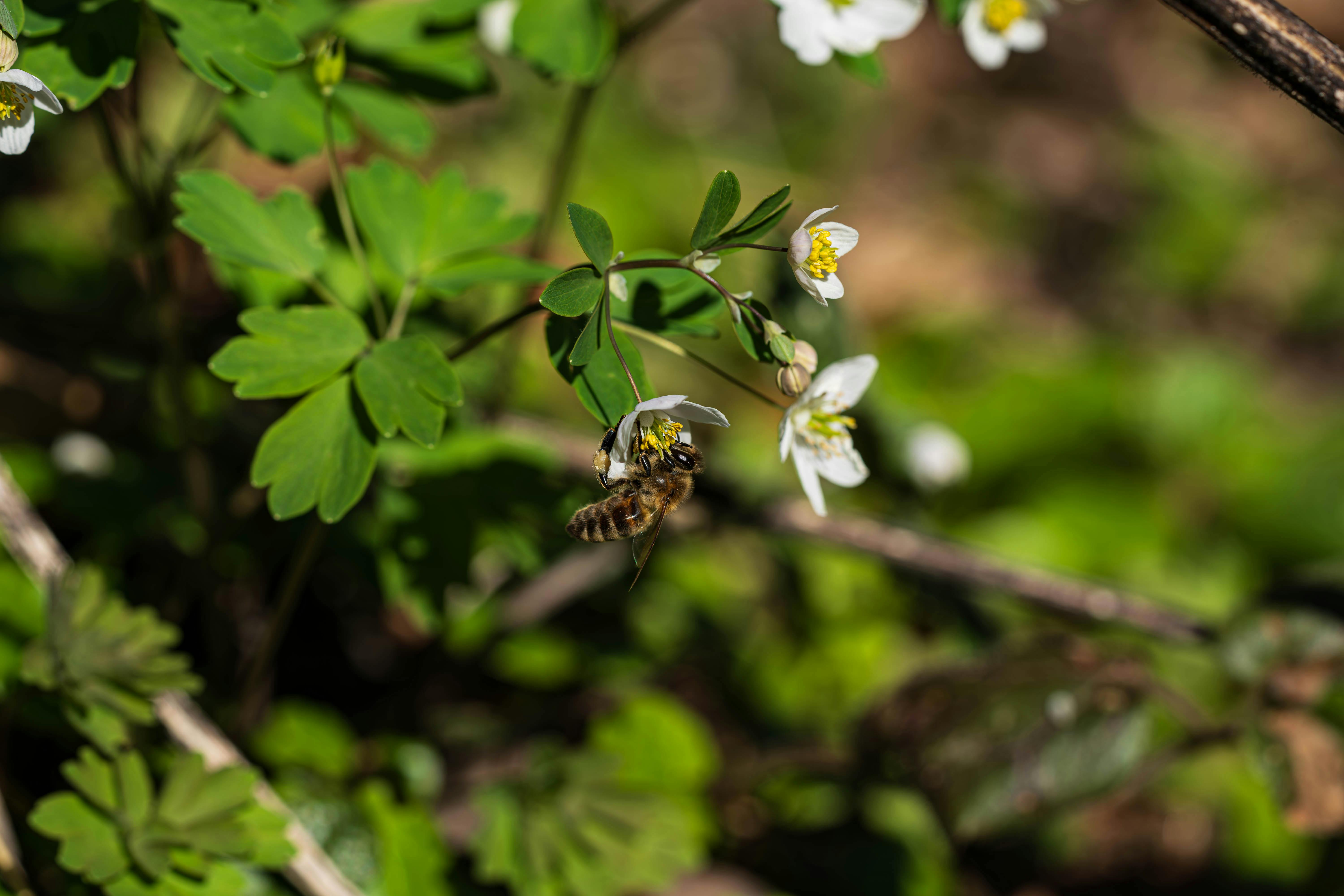 Penny Bees Photos, Download The BEST Free Penny Bees Stock Photos & HD ...