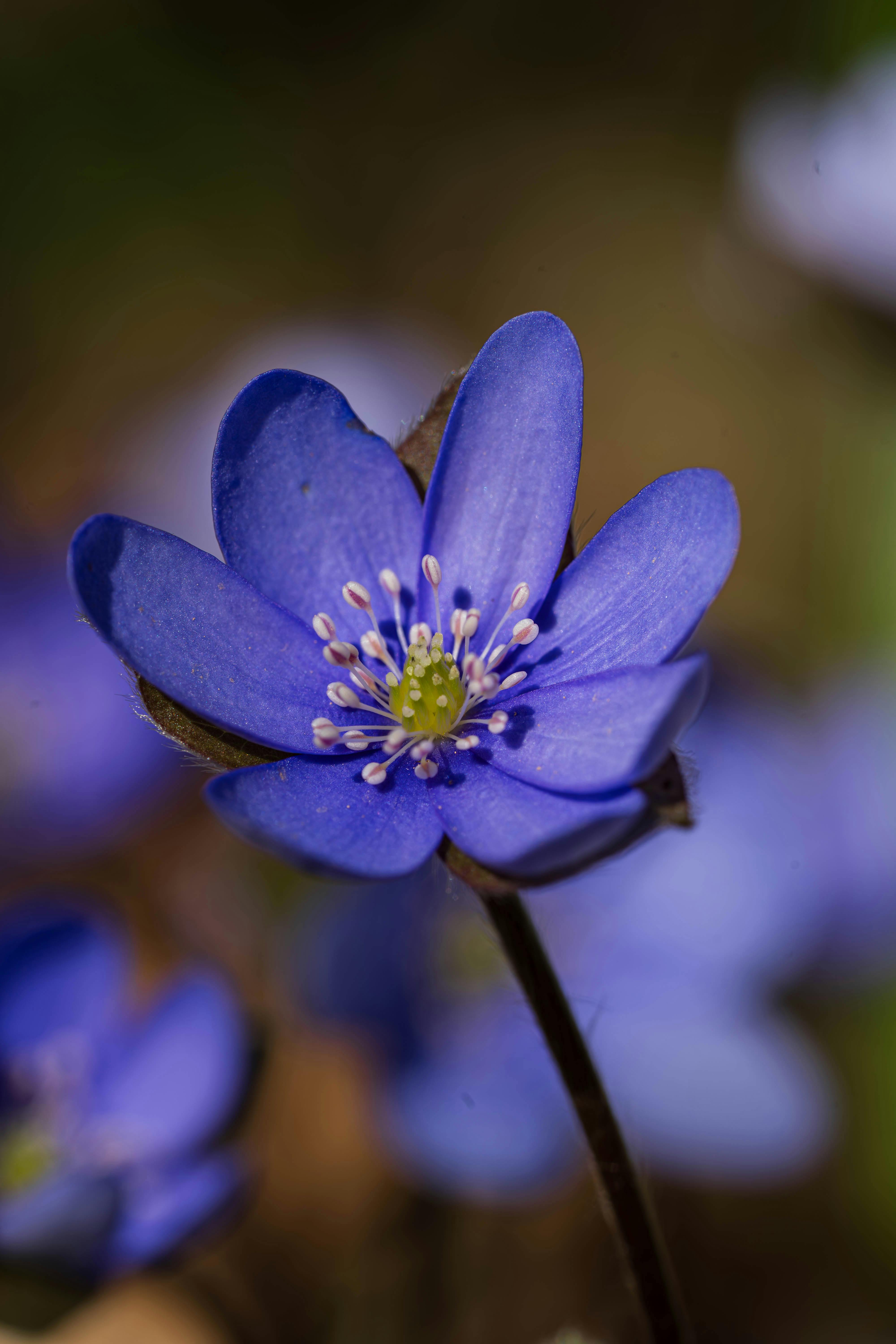 Close-Up of a Vibrant Blue Hepatica Flower in Bloom · Free Stock Photo