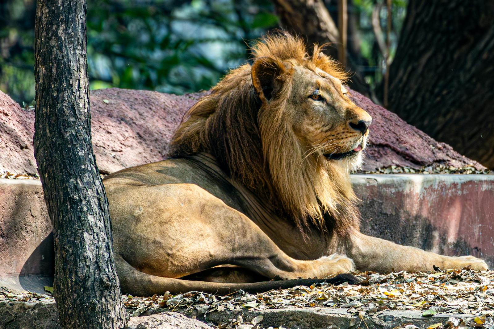 Scarface Lion Photos, Download The BEST Free Scarface Lion Stock Photos ...