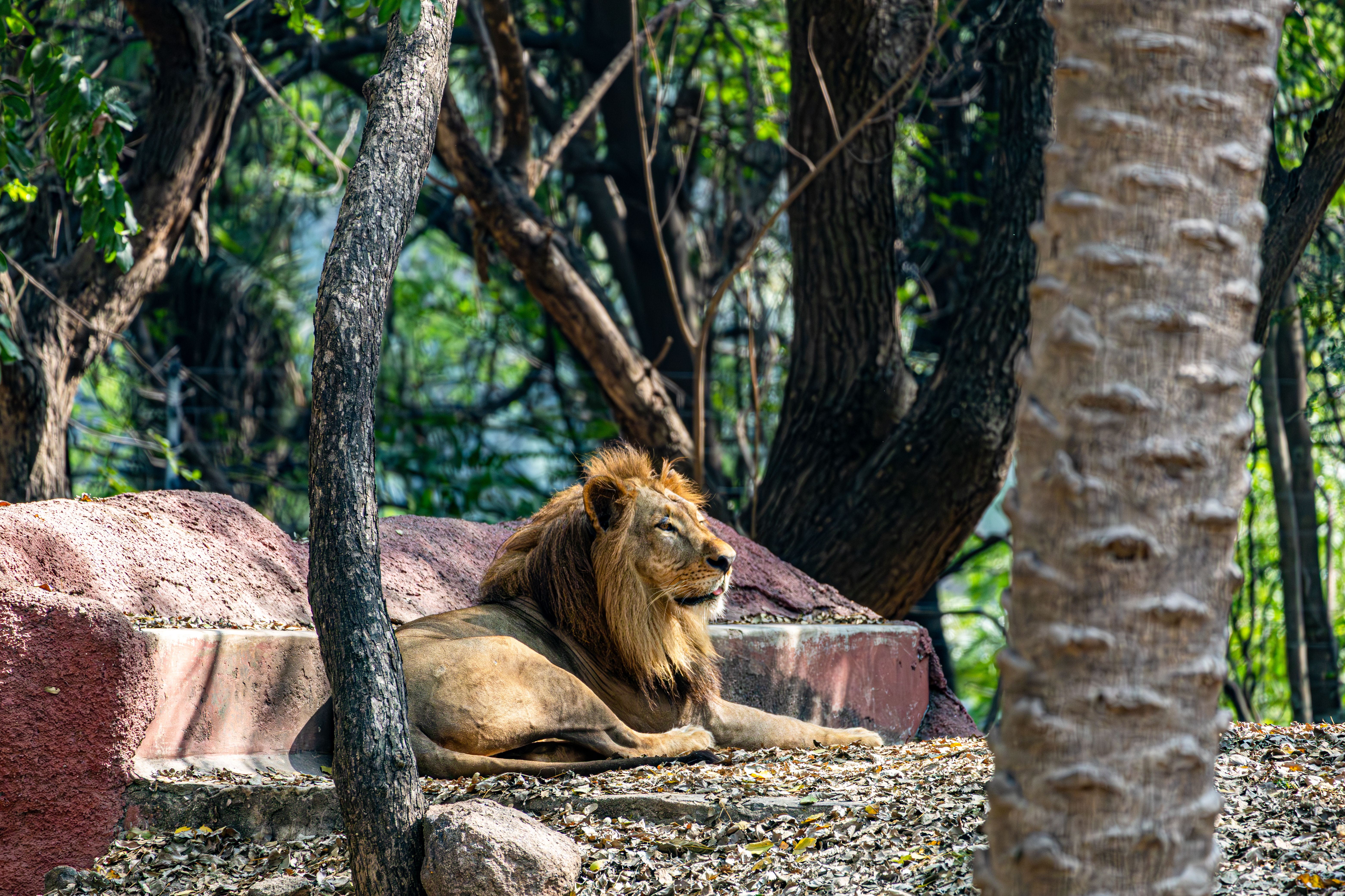 Majestic Lion Resting in Forest Habitat · Free Stock Photo