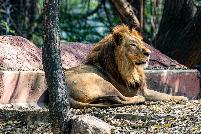Scarface Lion Photos, Download The BEST Free Scarface Lion Stock Photos ...