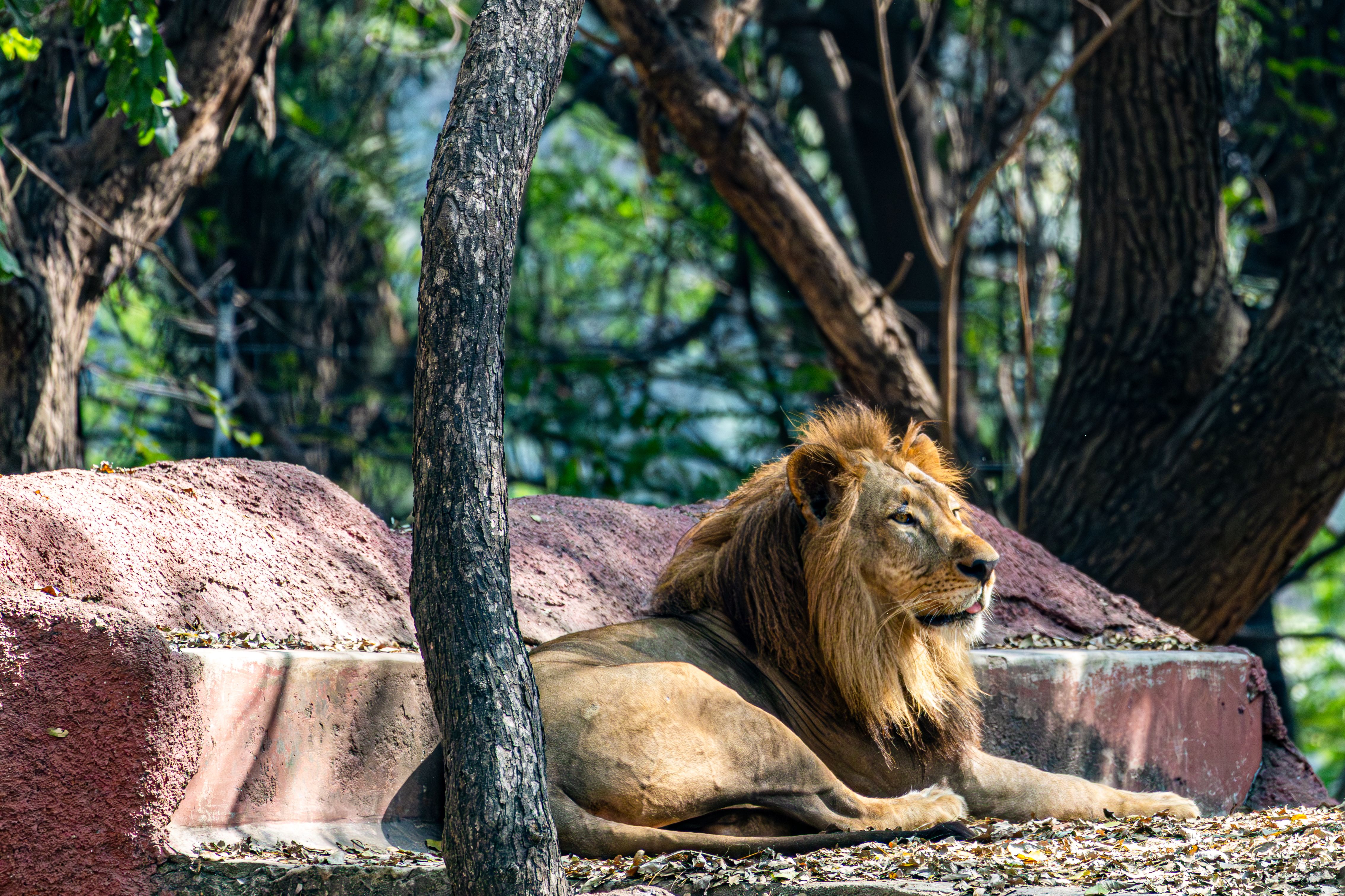 Majestic Lion Resting in Forest Setting · Free Stock Photo