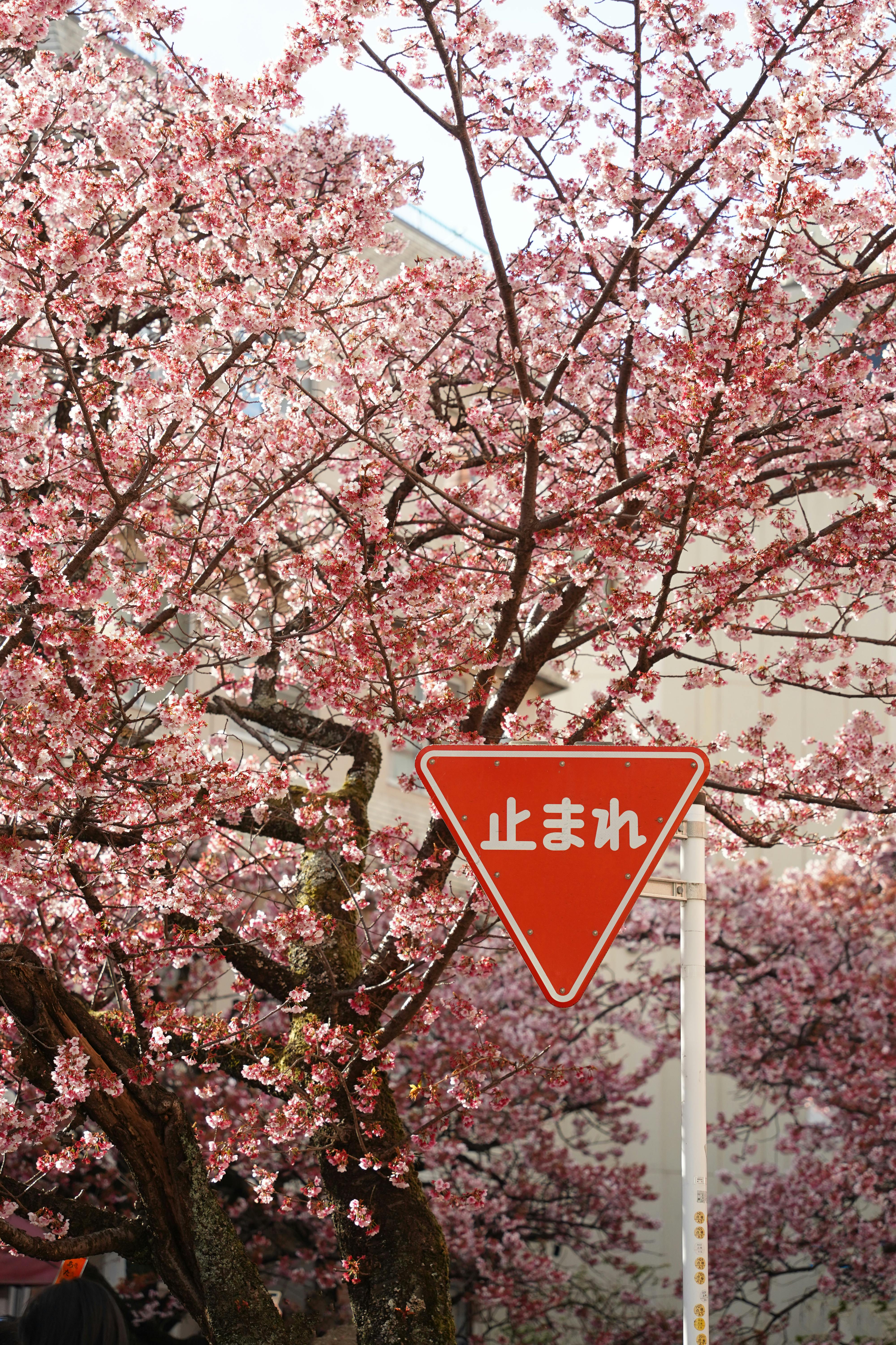Cherry Blossom Stop Sign in Atami, Japan · Free Stock Photo