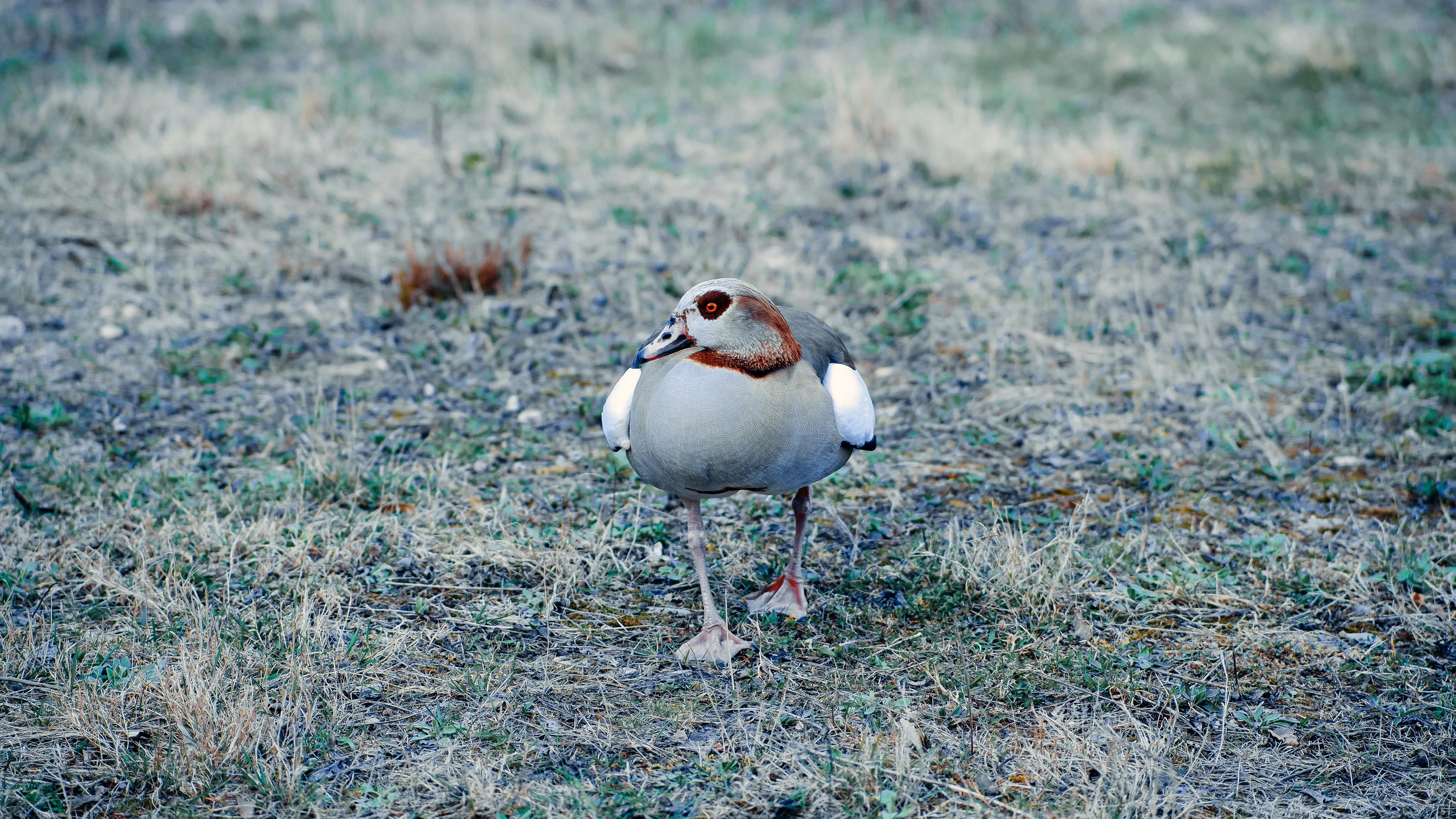 Foto de stock gratuita sobre @al aire libre, al aire libre, alopochen ...