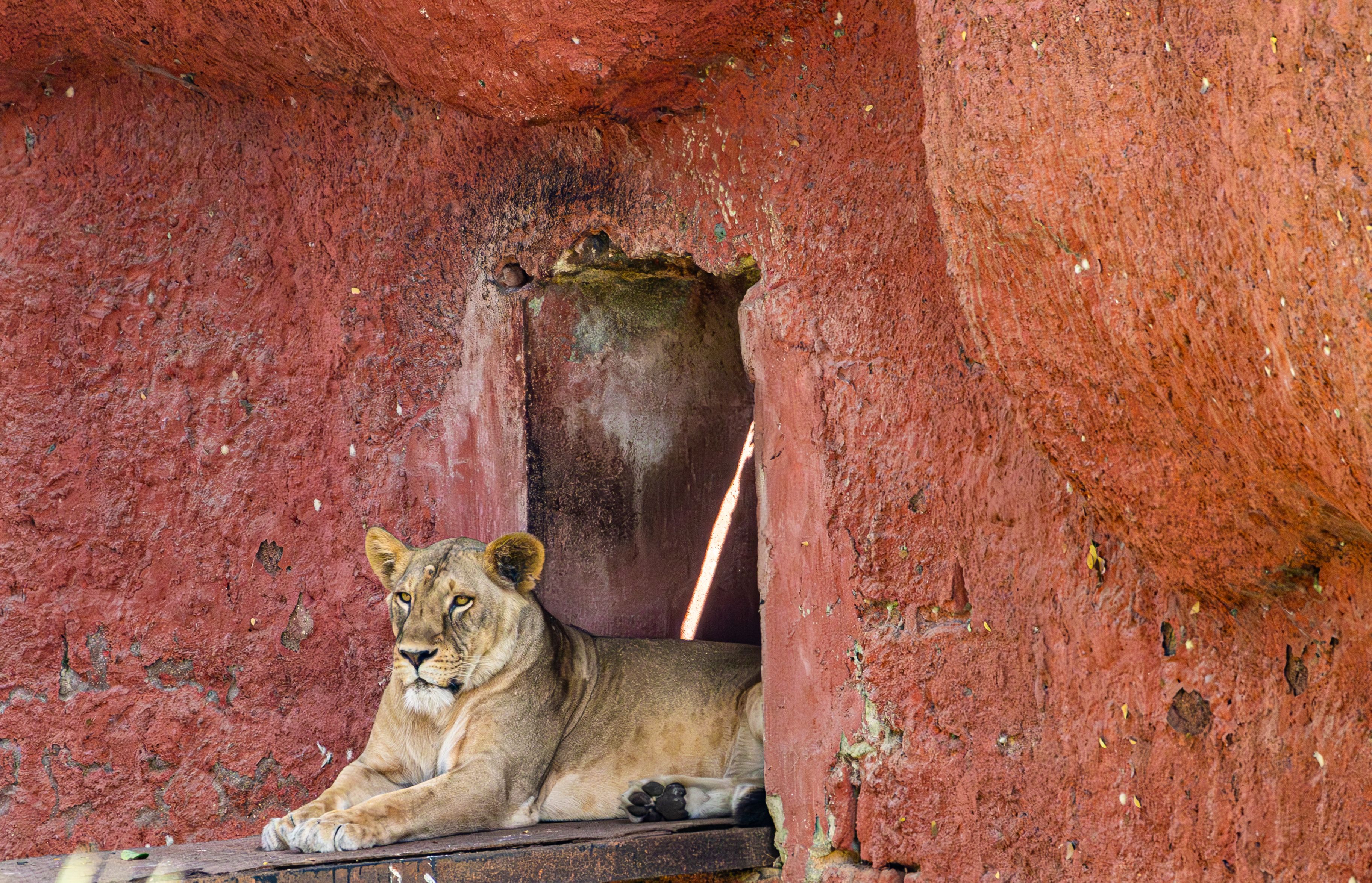 Majestic Lioness Resting on Red Rock Shelter · Free Stock Photo