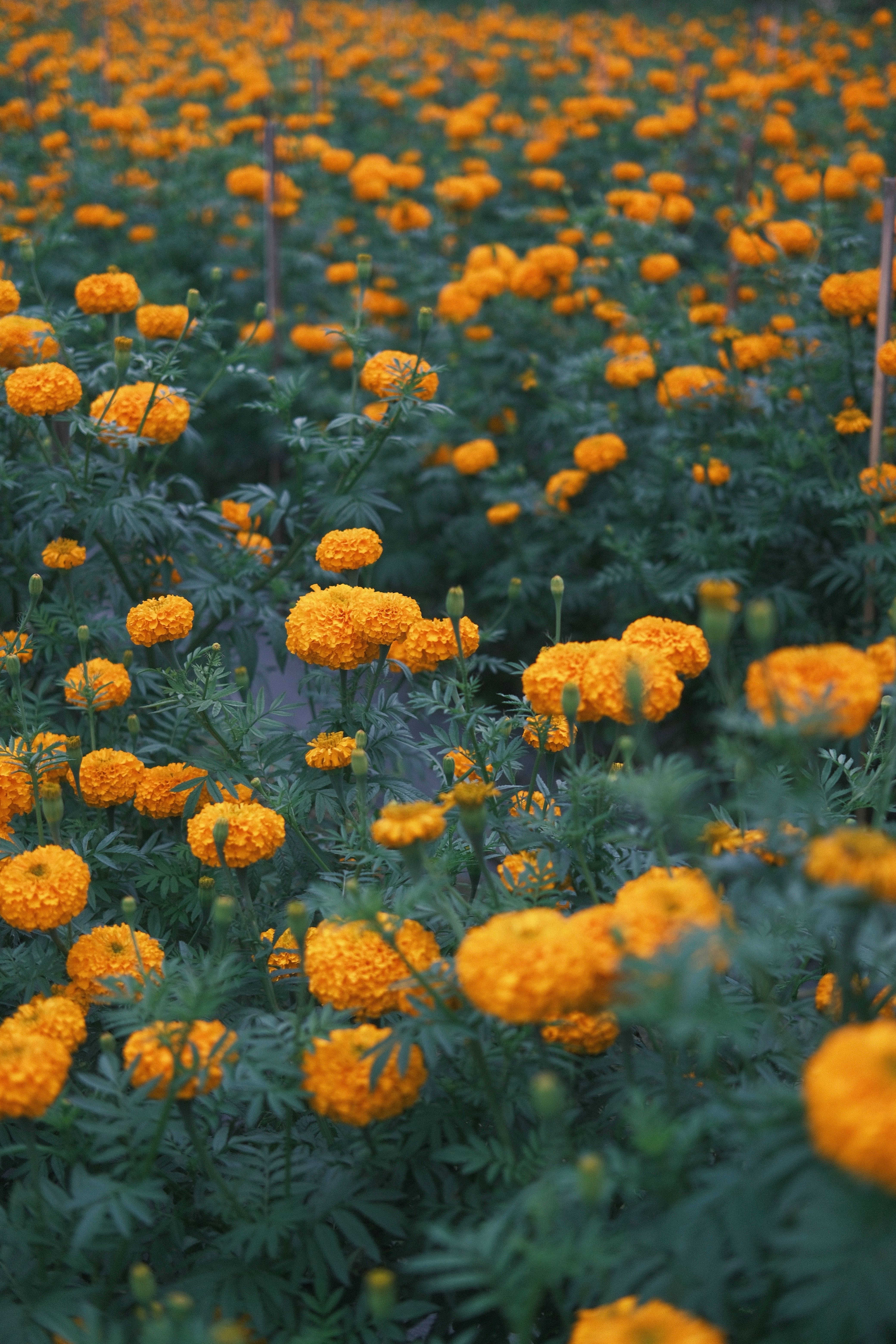 Campo De Caléndula Naranja Vibrante En Flor · Foto de stock gratuita