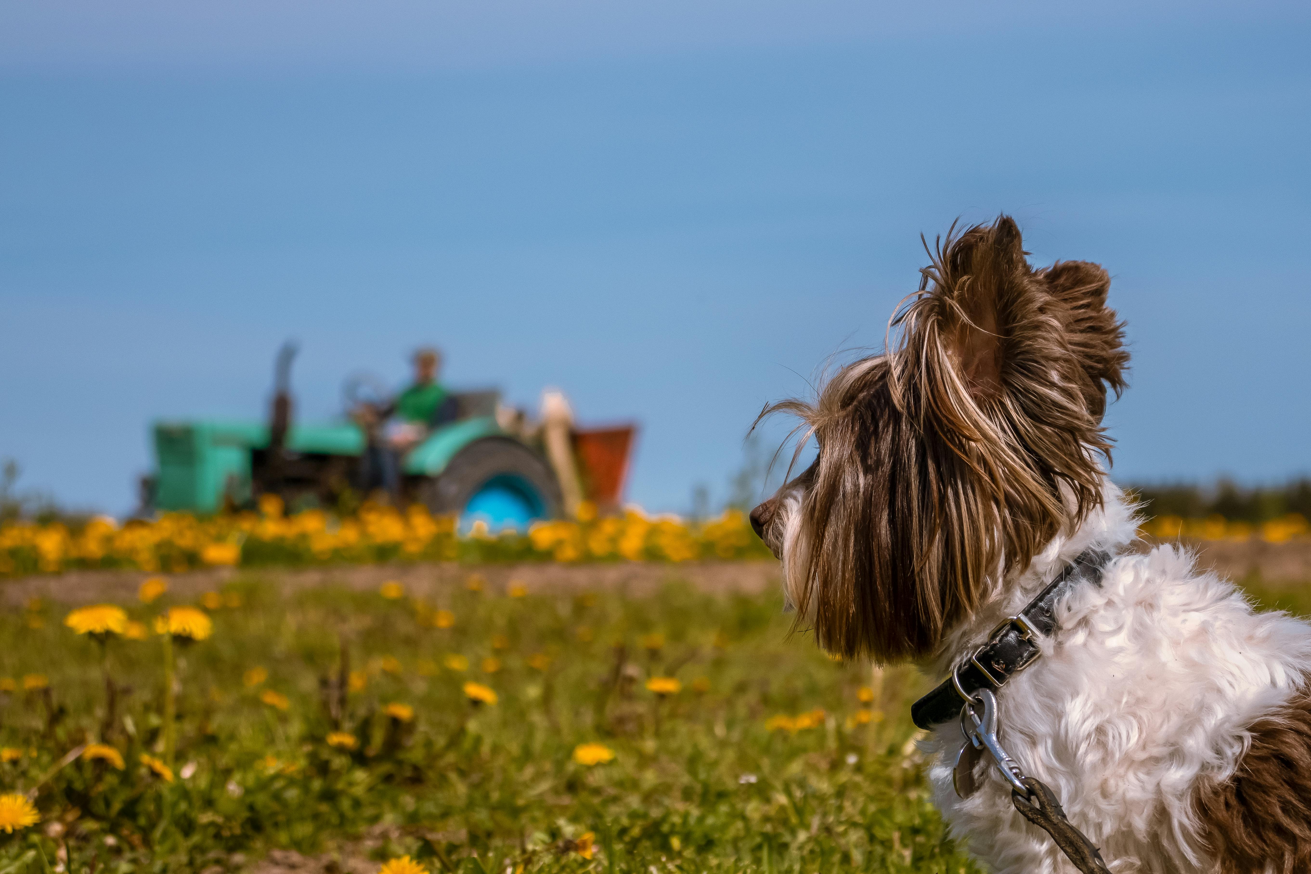 Yorkshire Terrier in Field with Tractor and Dandelions · Free Stock Photo
