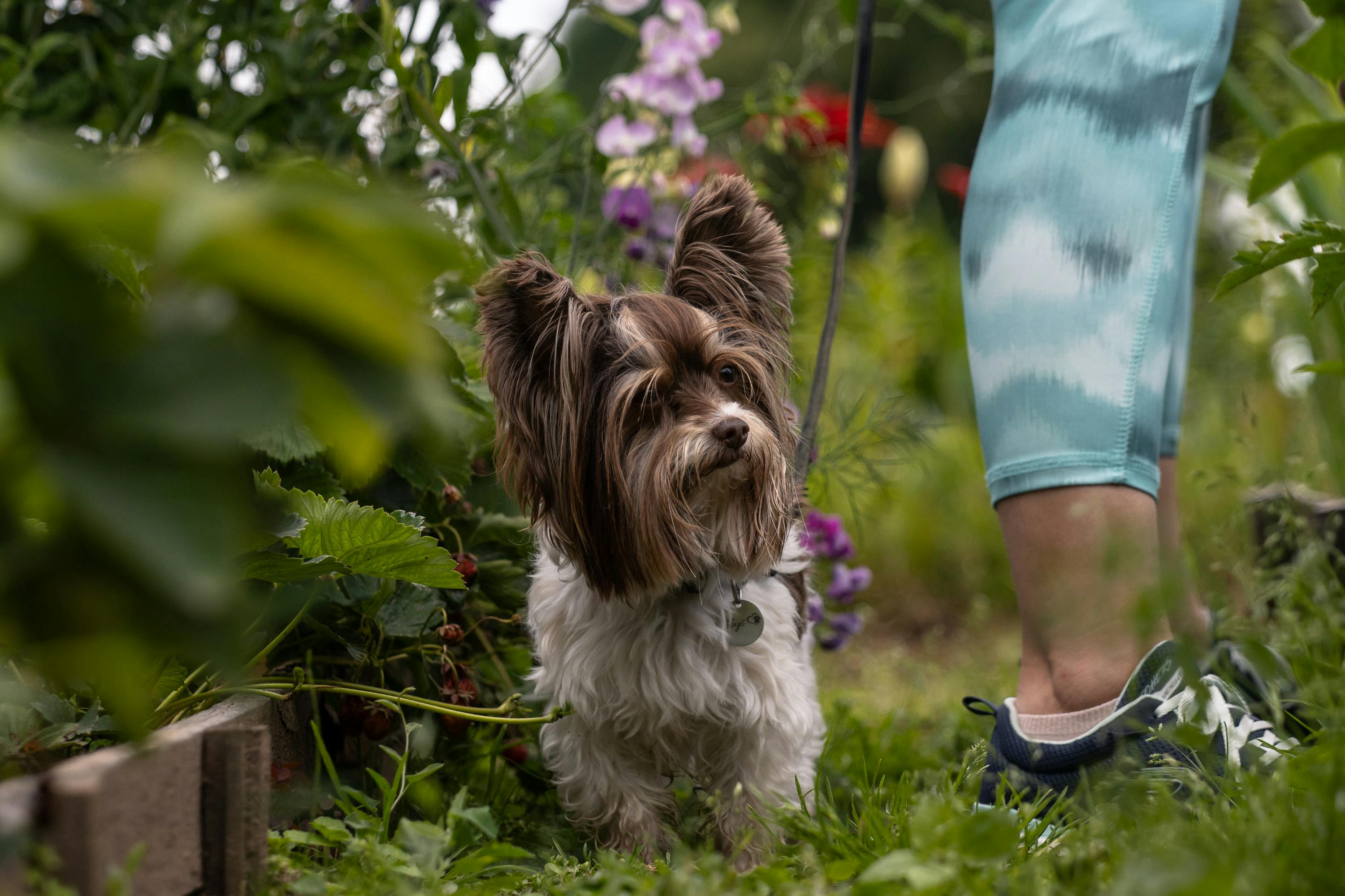 Yorkshire Terrier with Owner in Summer Garden · Free Stock Photo