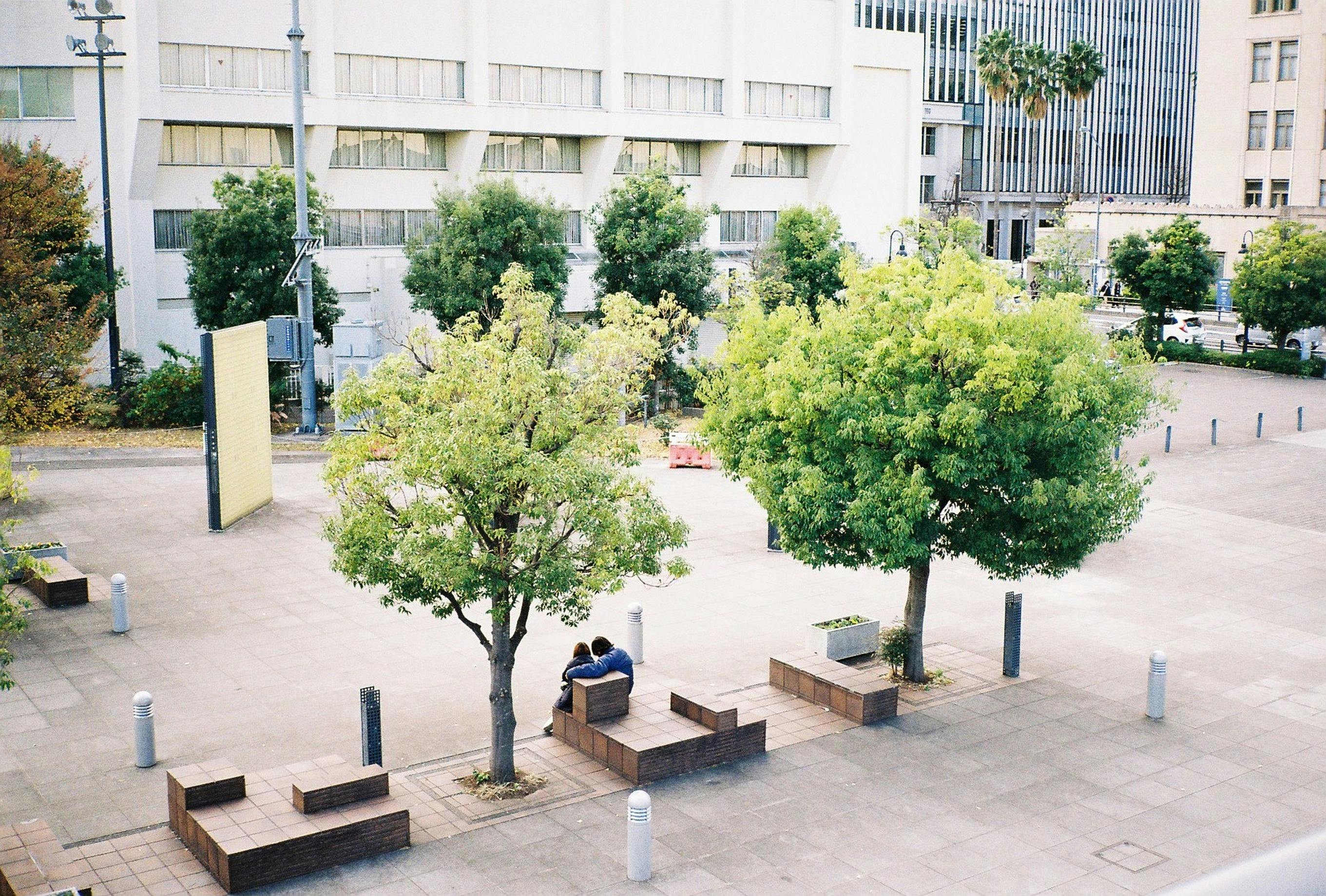 Urban park view with trees and benches · Free Stock Photo