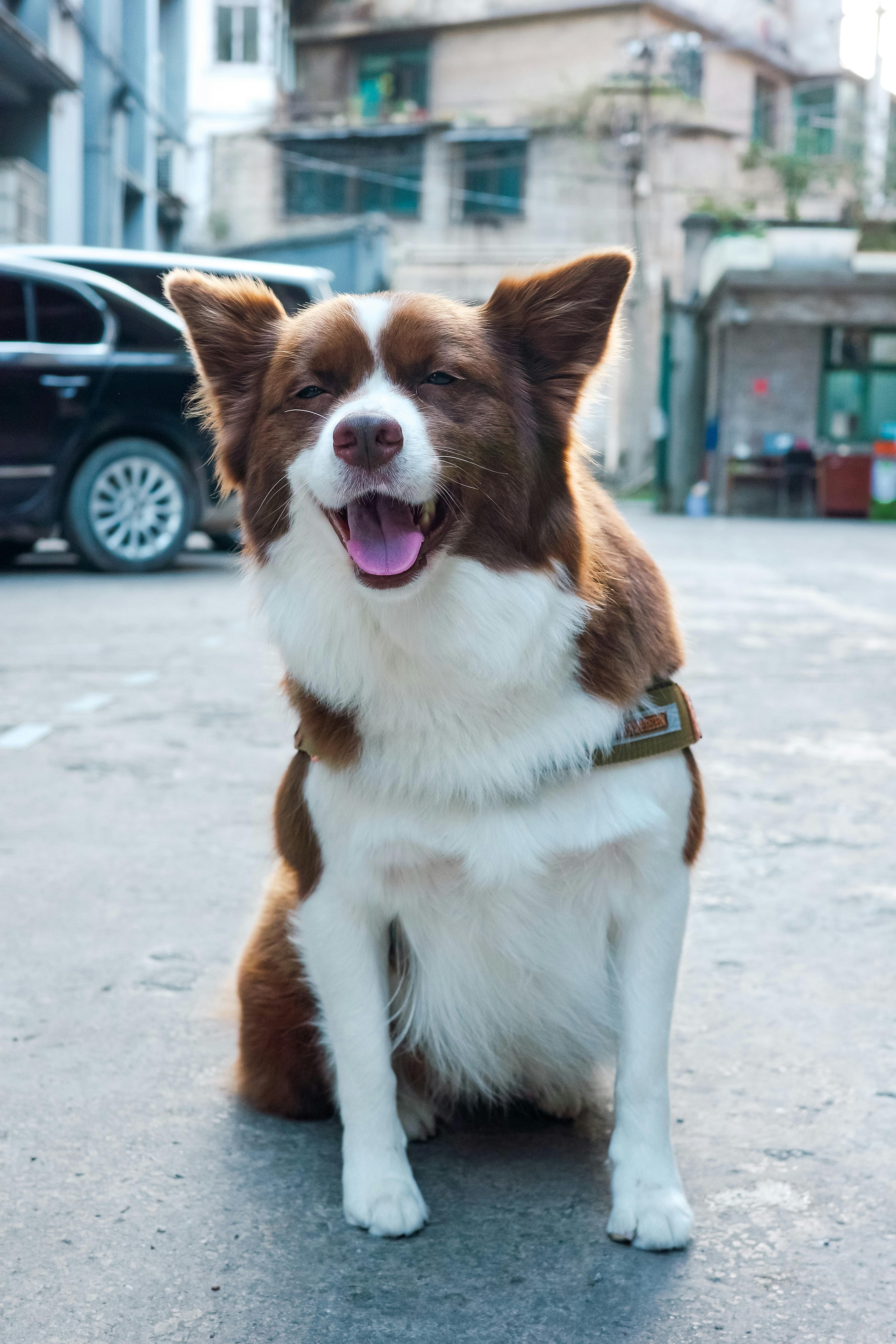 Dog Background Photos, Download The BEST Free Dog Background Stock ...