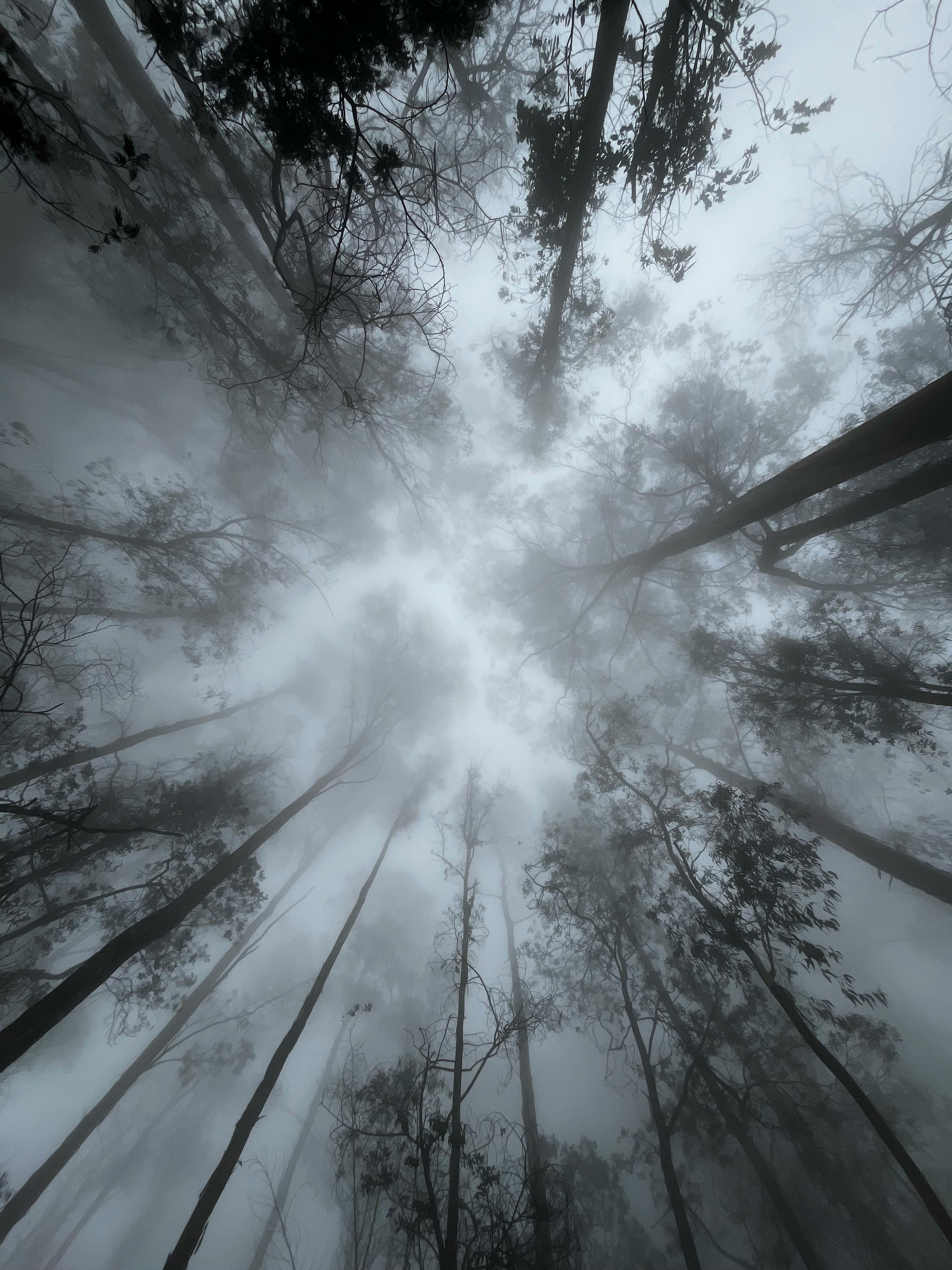 Gyonyoru Mist Photos, Download The BEST Free Gyonyoru Mist Stock Photos ...