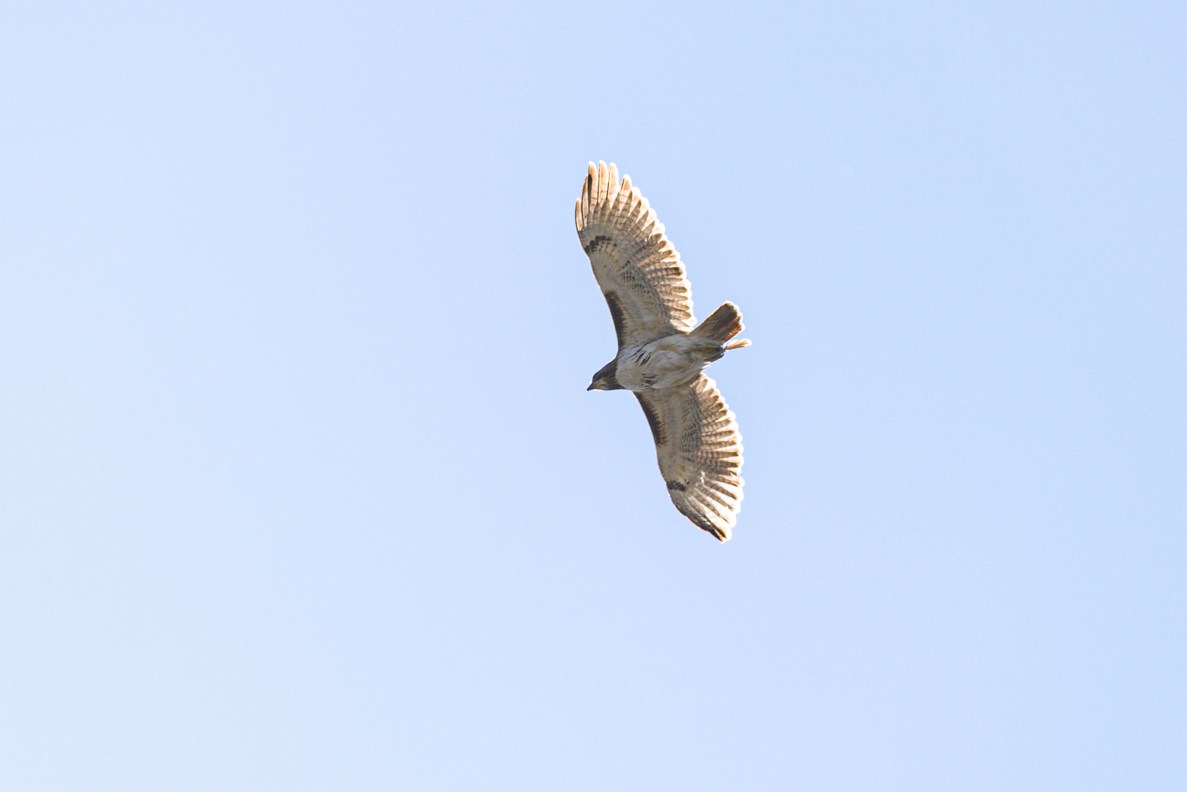 White and Grey Bird Flying during Day Time · Free Stock Photo