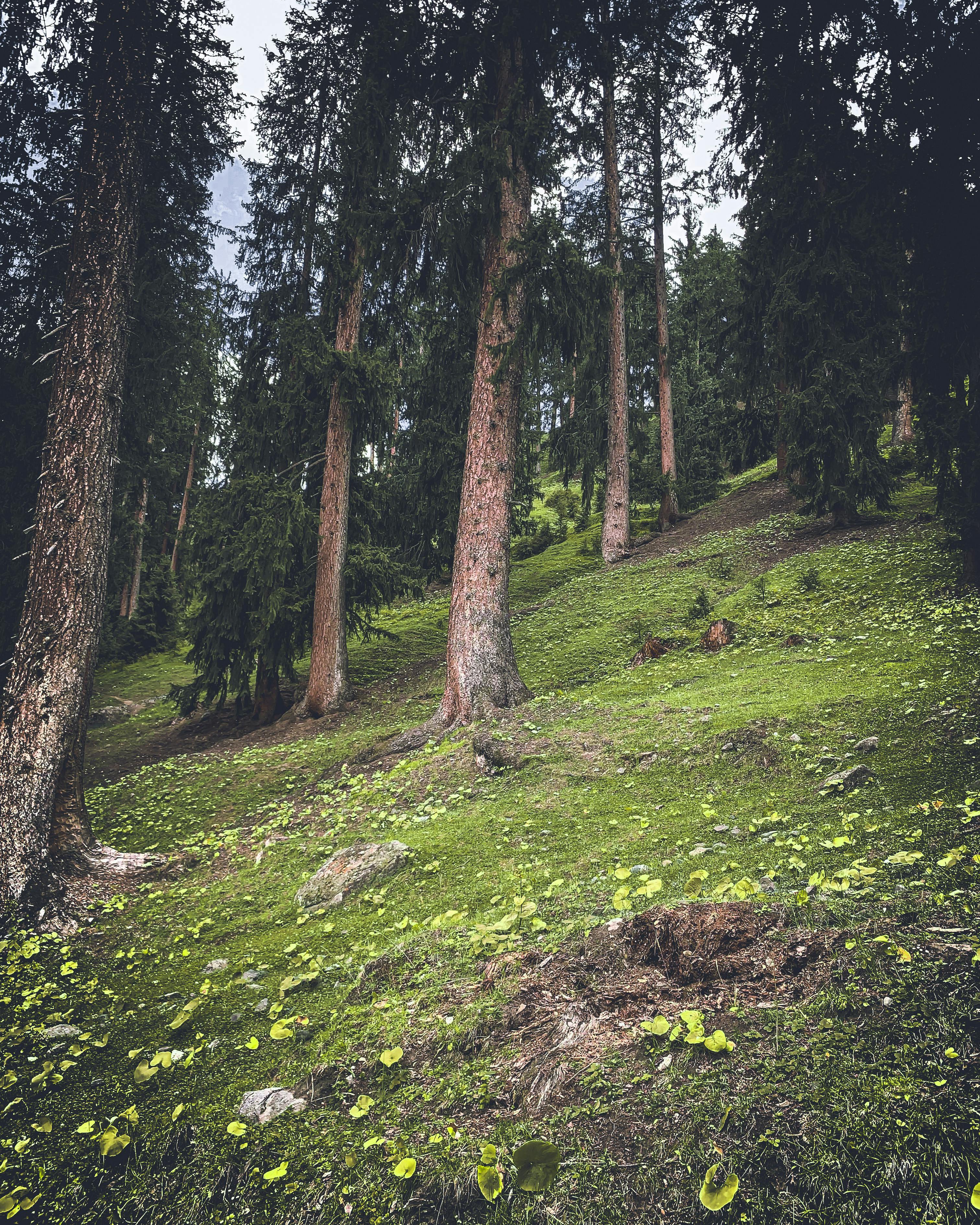 Scenic Forest Landscape with Tall Pine Trees · Free Stock Photo