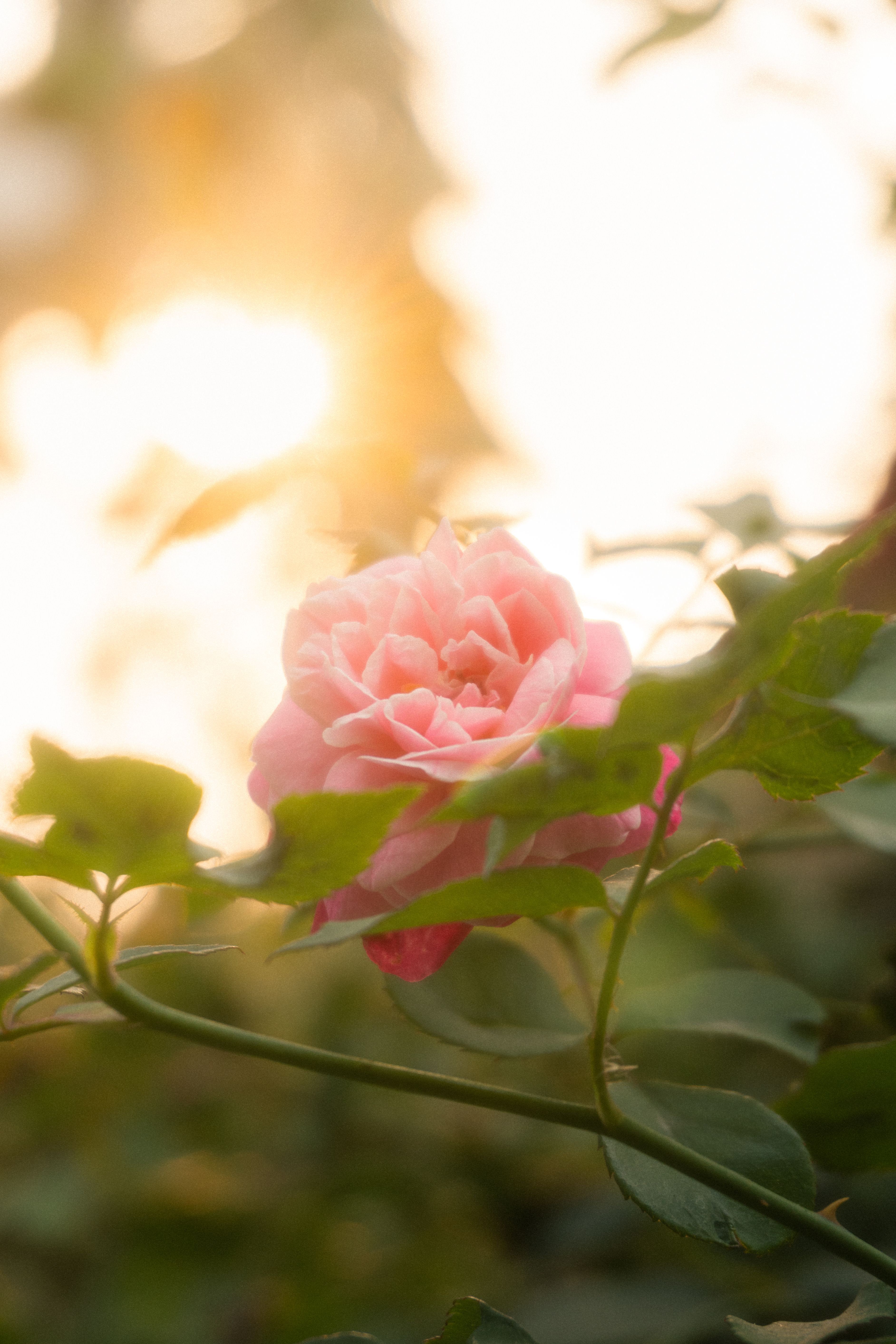 Dreamy Sunrise over Blooming Pink Rose · Free Stock Photo