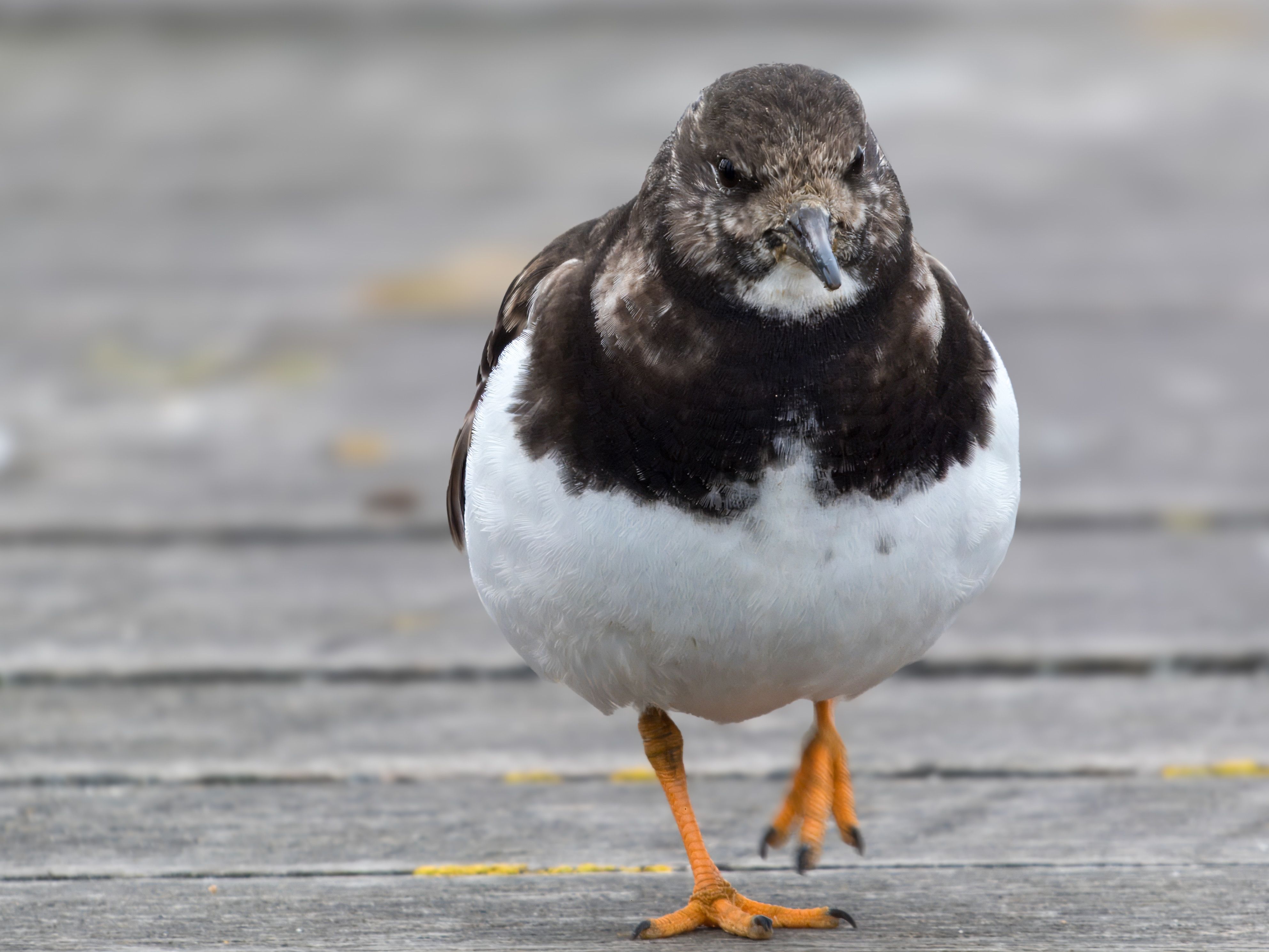 Close-up of a Ruddy Turnstone Bird on a Pier · Free Stock Photo