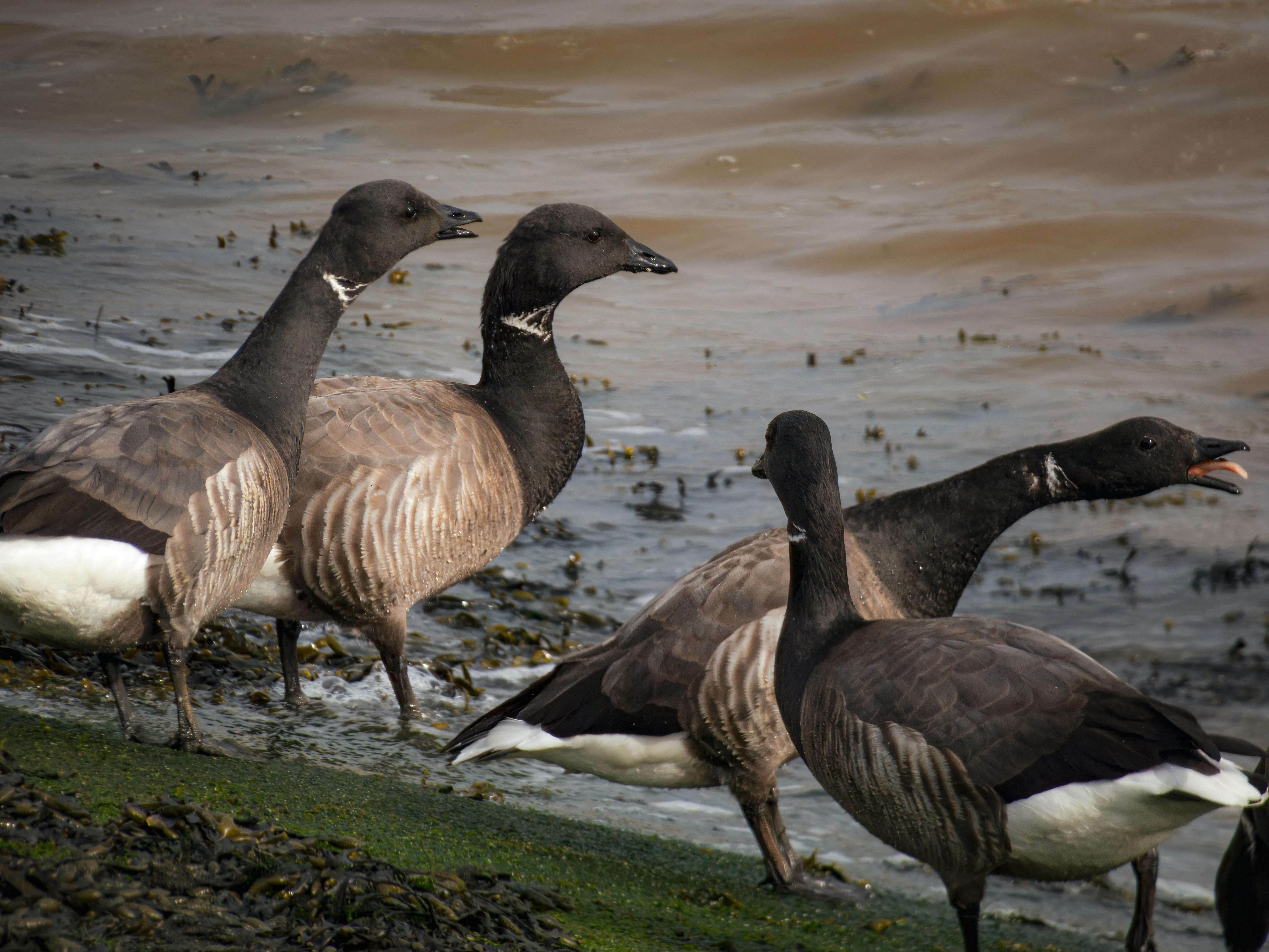 Wild Brant Geese by Riverbank in Natural Habitat · Free Stock Photo