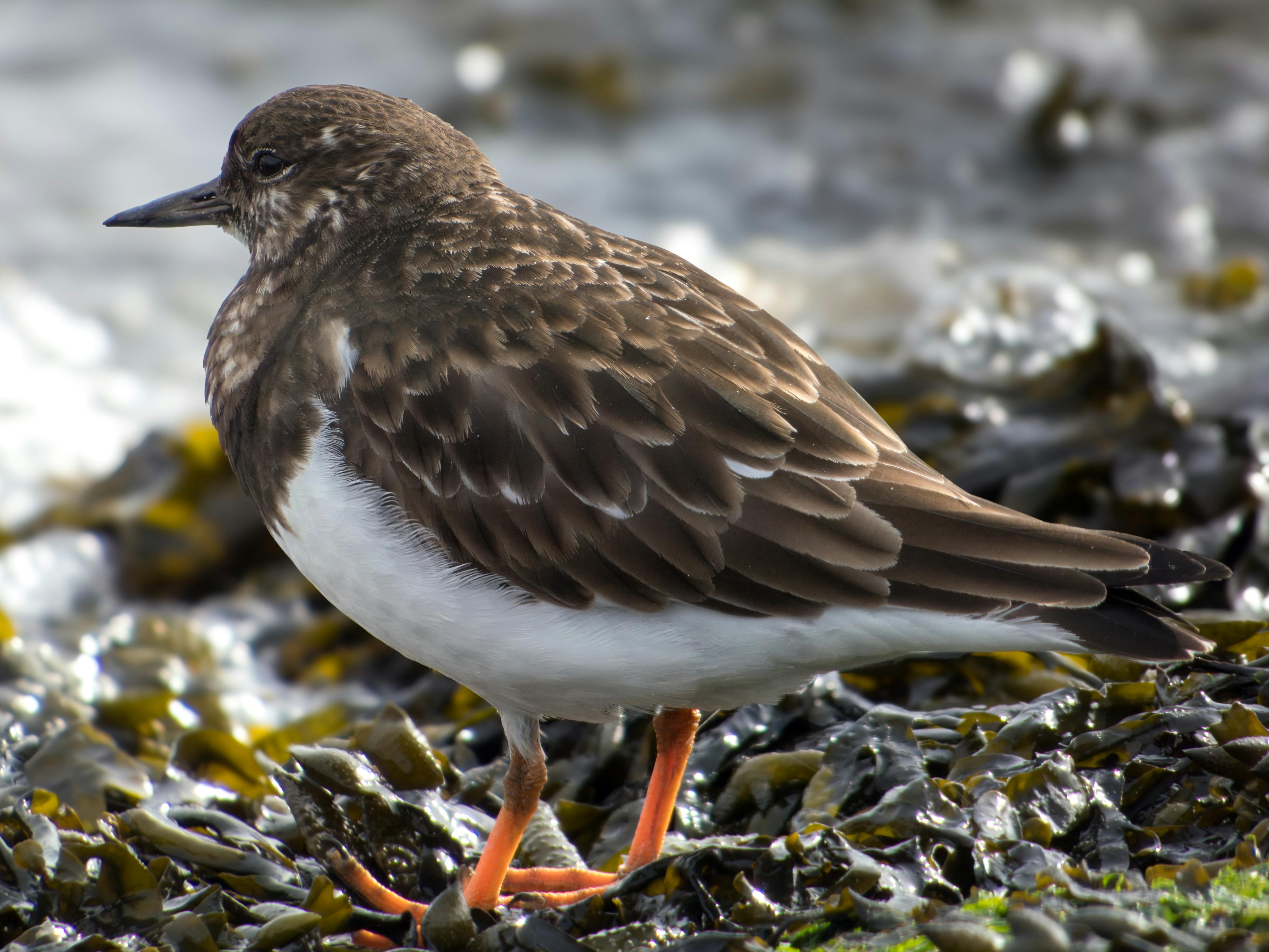 Close-up of Ruddy Turnstone on Rocky Shoreline · Free Stock Photo