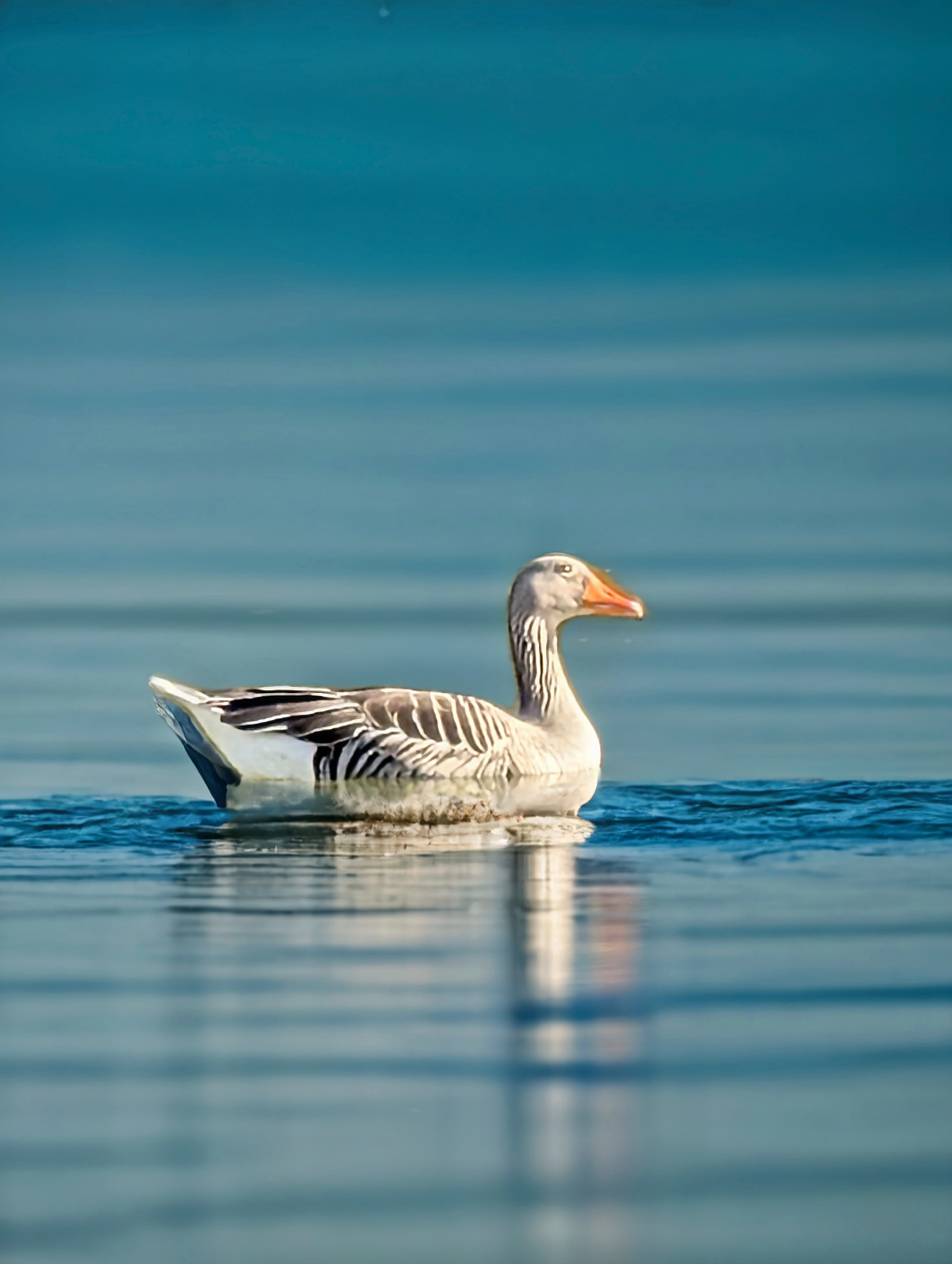Graceful Goose Gliding on Tranquil Water · Free Stock Photo