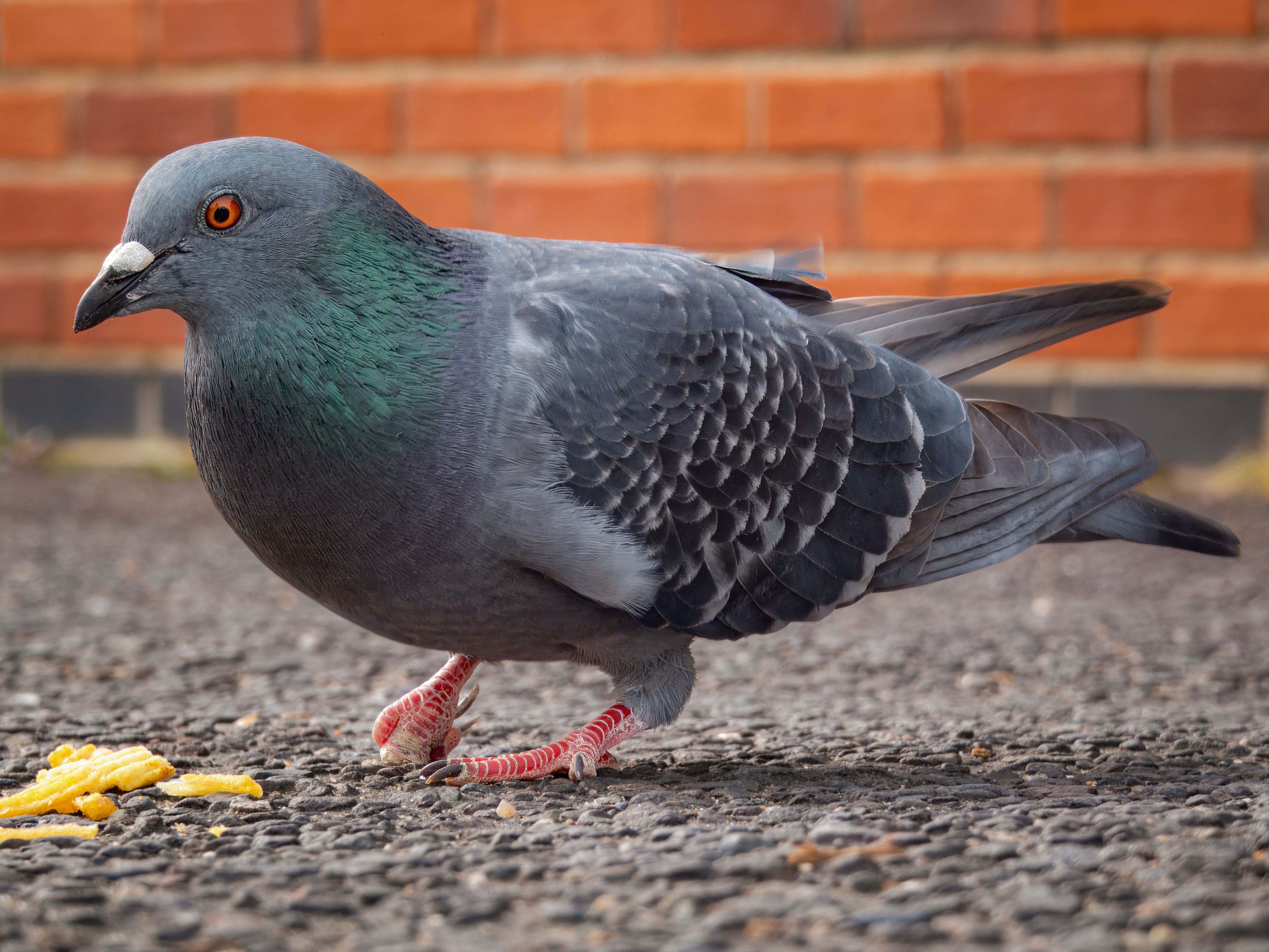 Pigeon Pecking Photos, Download The BEST Free Pigeon Pecking Stock ...