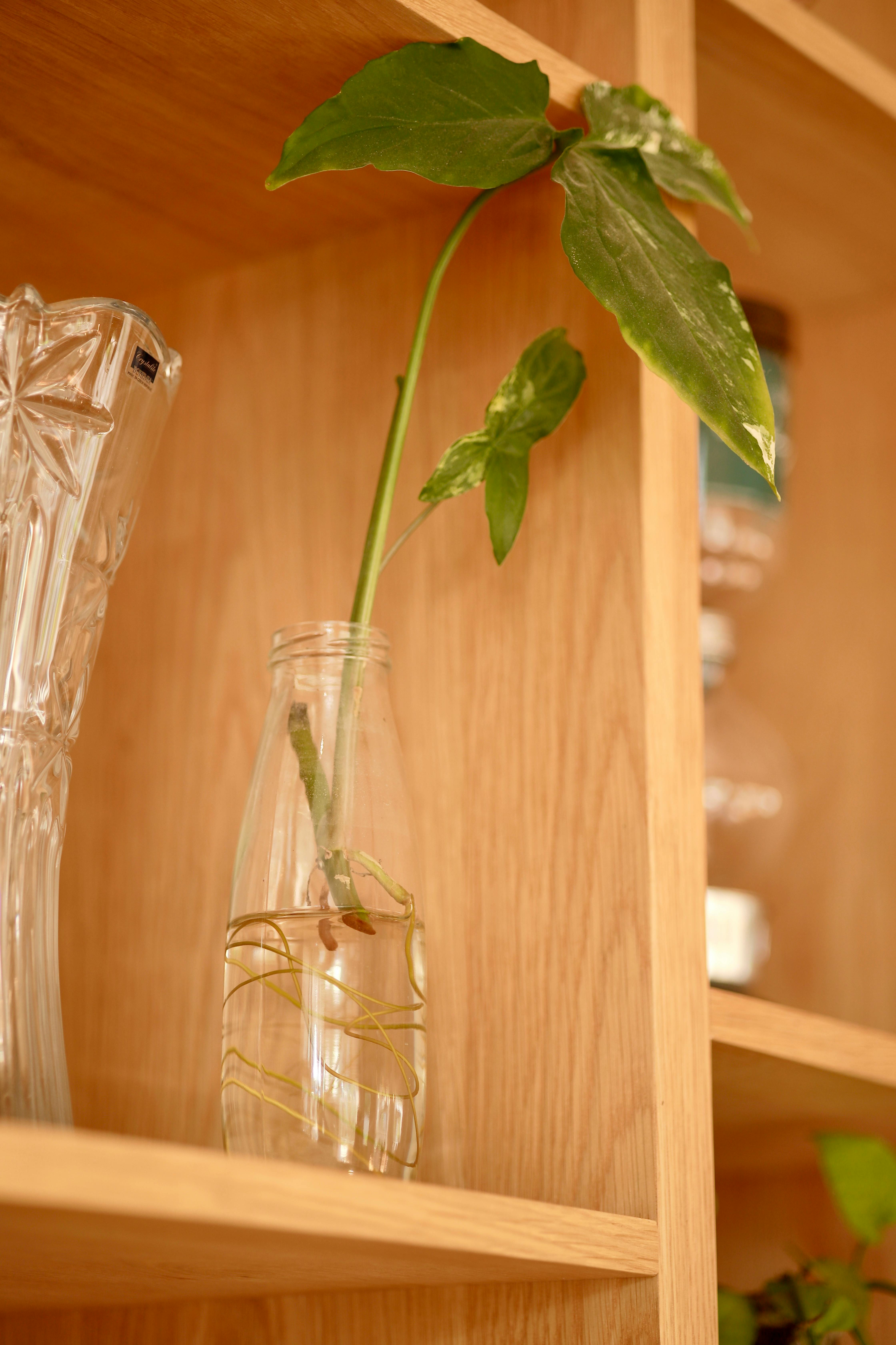 Indoor plant stem in glass bottle on wood shelf · Free Stock Photo