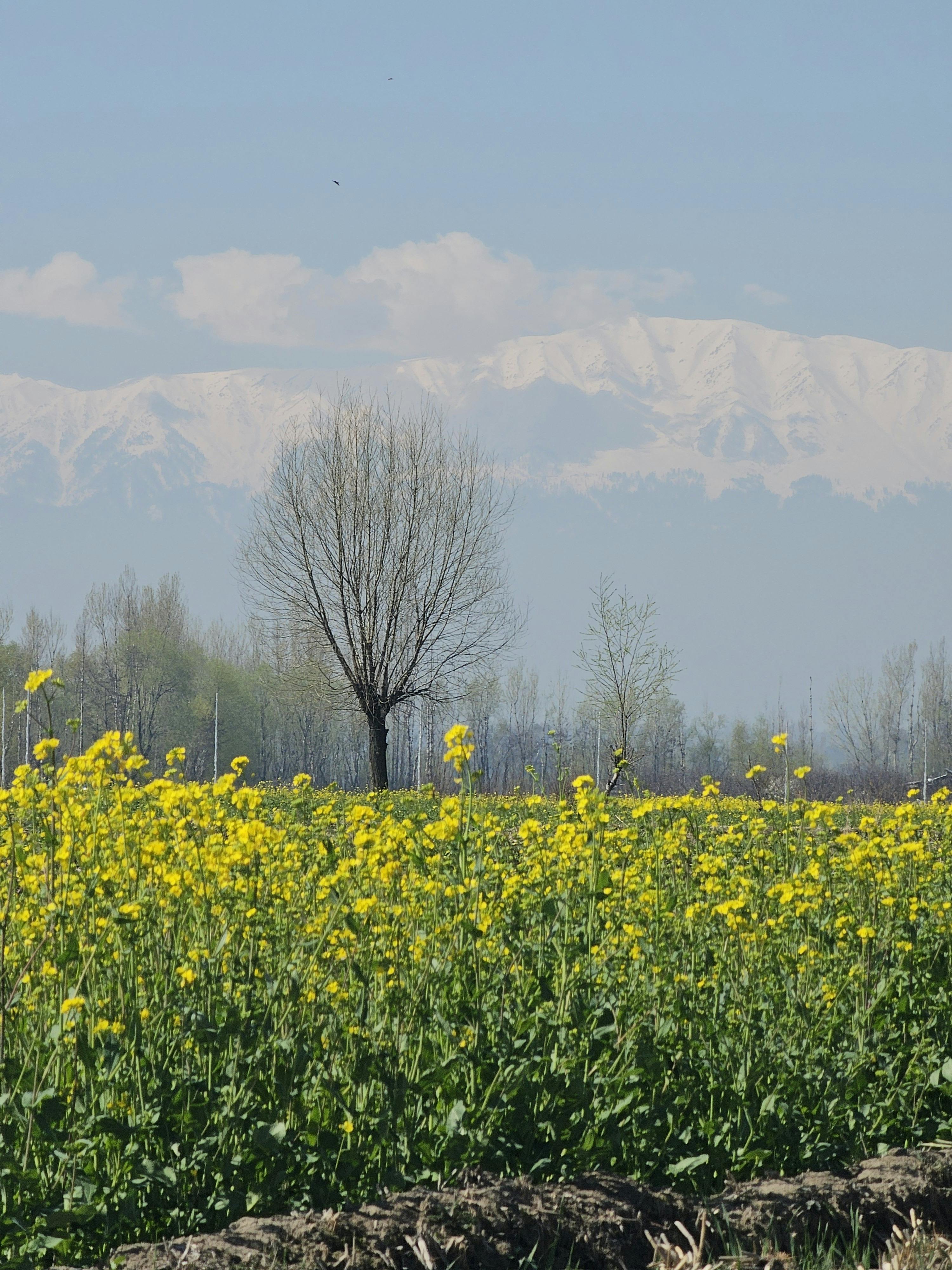 Scenic Mustard Field in Springtime Manigam · Free Stock Photo