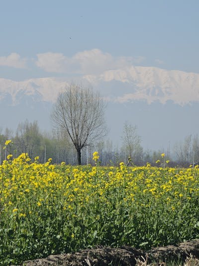 Mustard Tree Photos, Download The BEST Free Mustard Tree Stock Photos ...