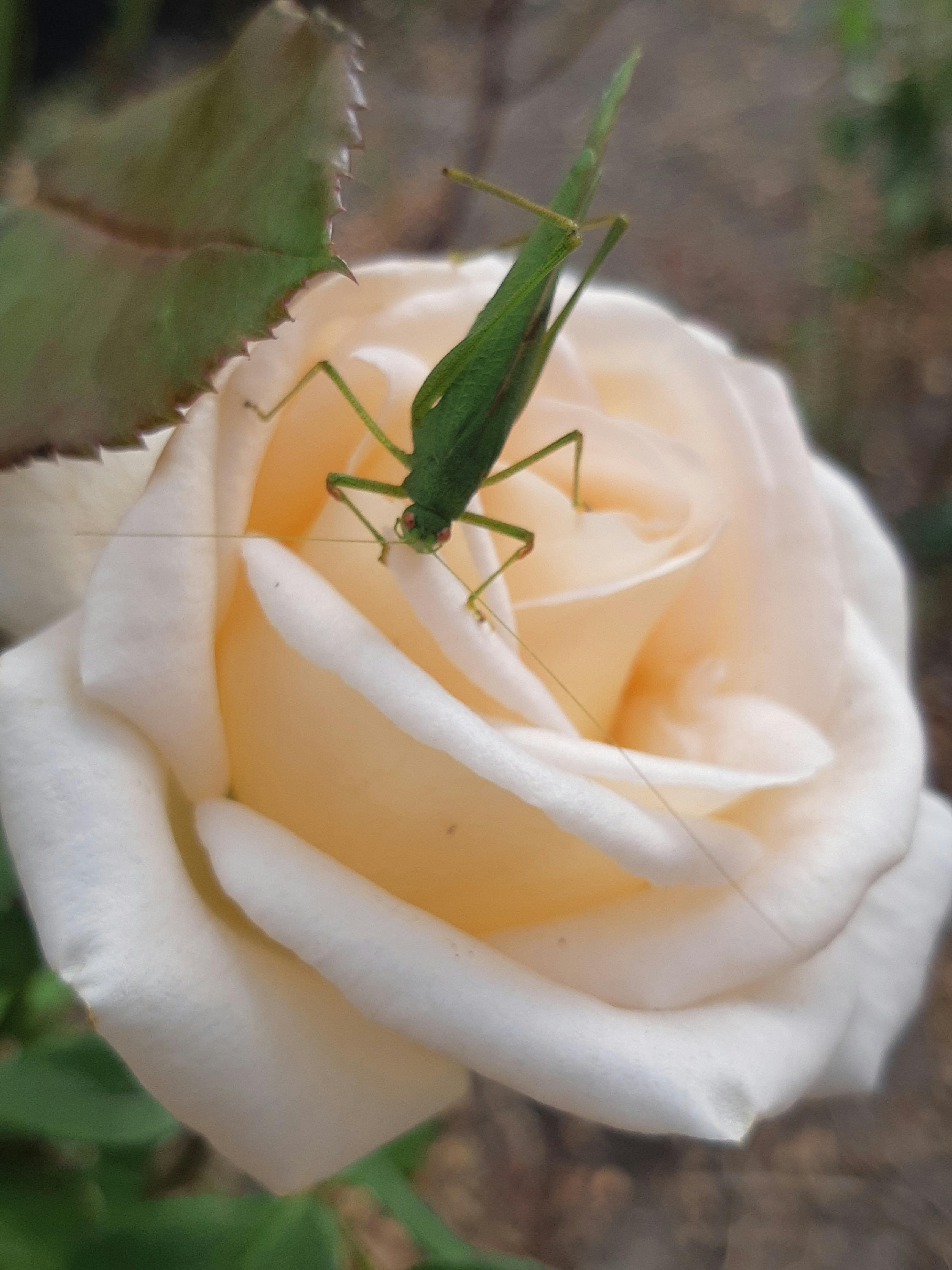 YULIIA KOLIADA · Photography