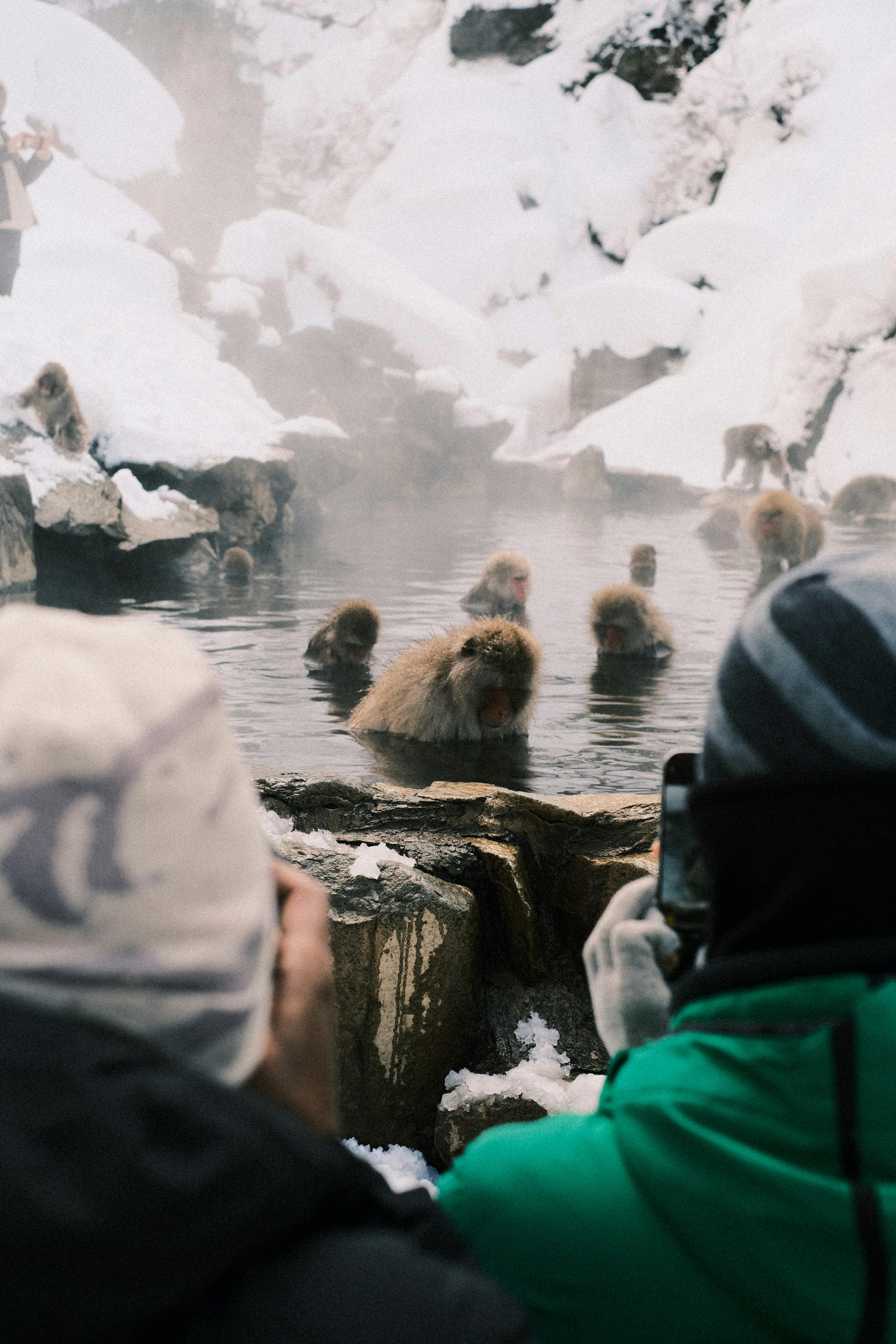 Snow Monkeys Relaxing in a Hot Spring in Japan · Free Stock Photo