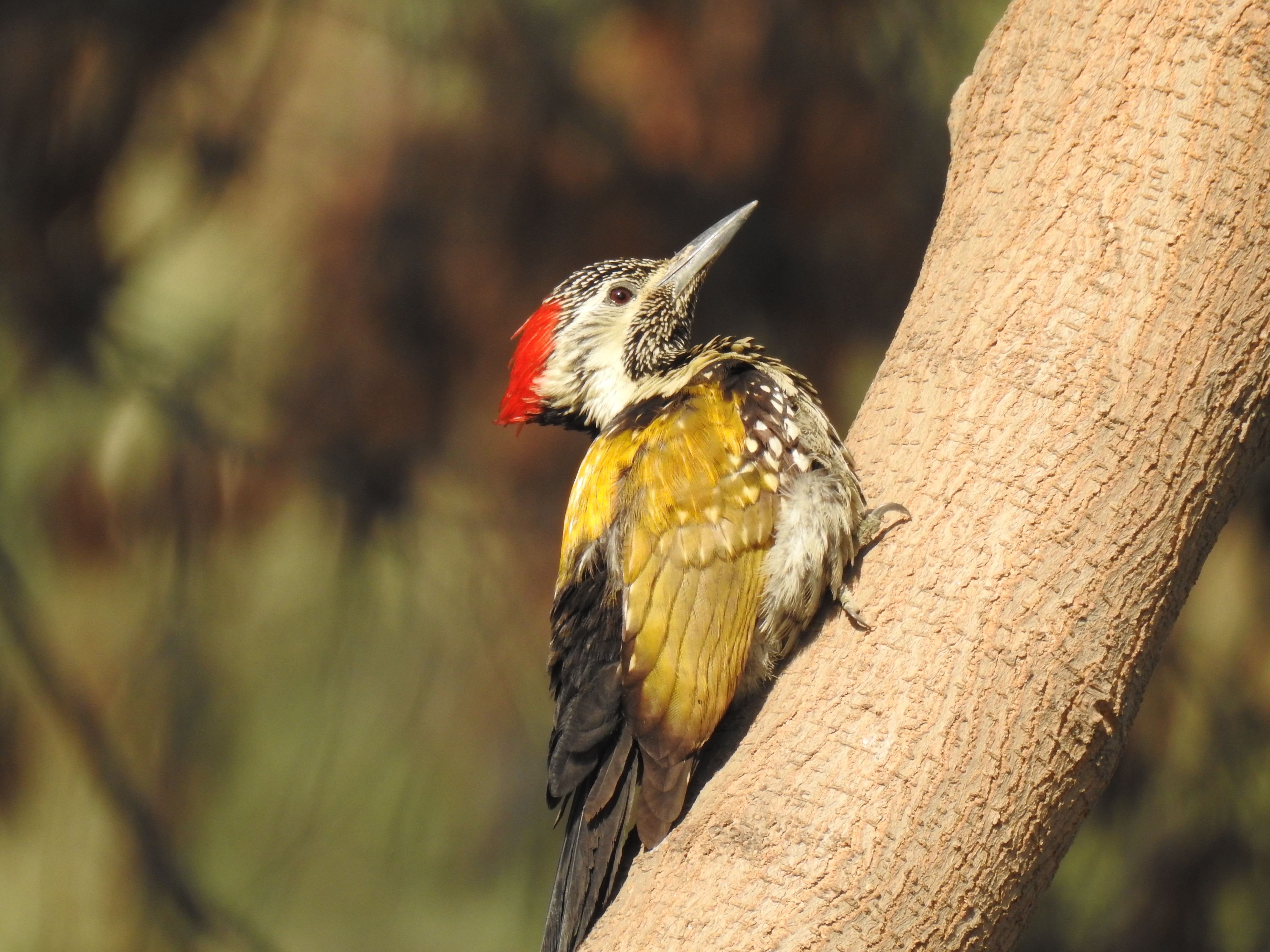 Black Rumped Flameback Woodpecker in Natural Habitat · Free Stock Photo