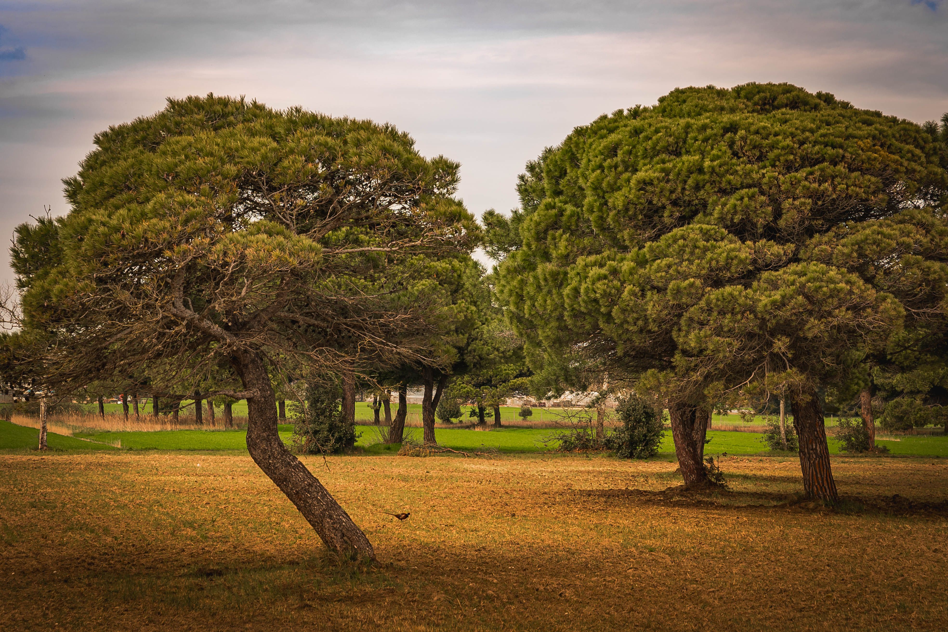 Serene Landscape with Unique Pine Trees · Free Stock Photo