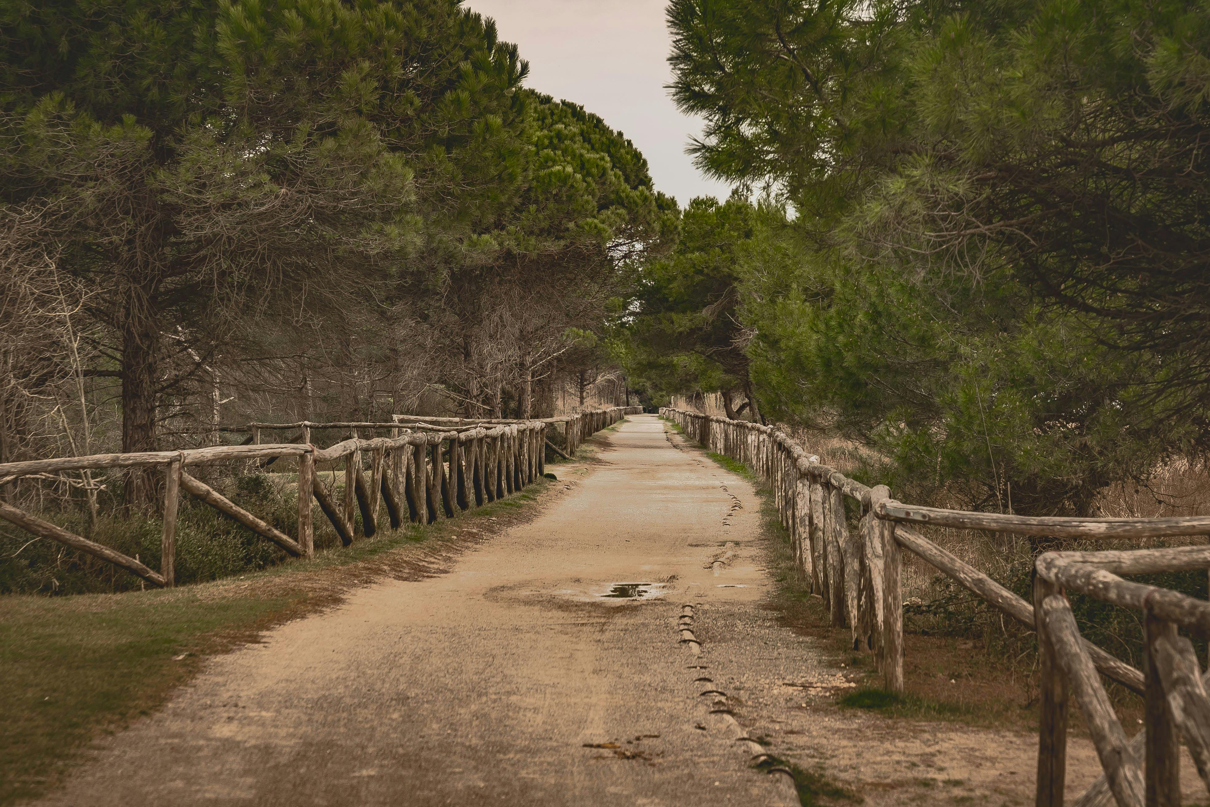 Sendero Forestal Sereno Con Vallas De Madera · Foto de stock gratuita