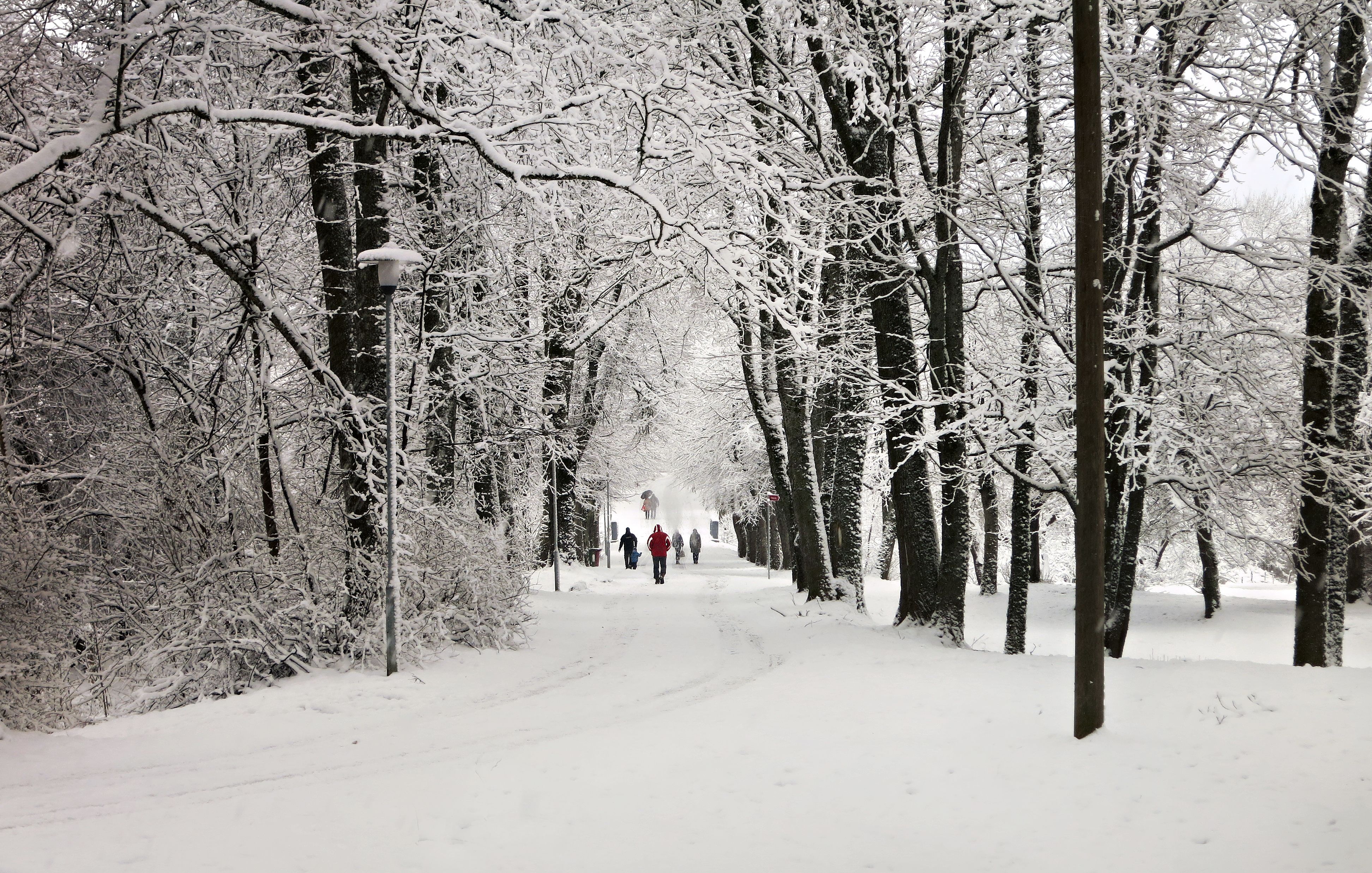 Serene Winter Path Through Snow-Covered Park · Free Stock Photo