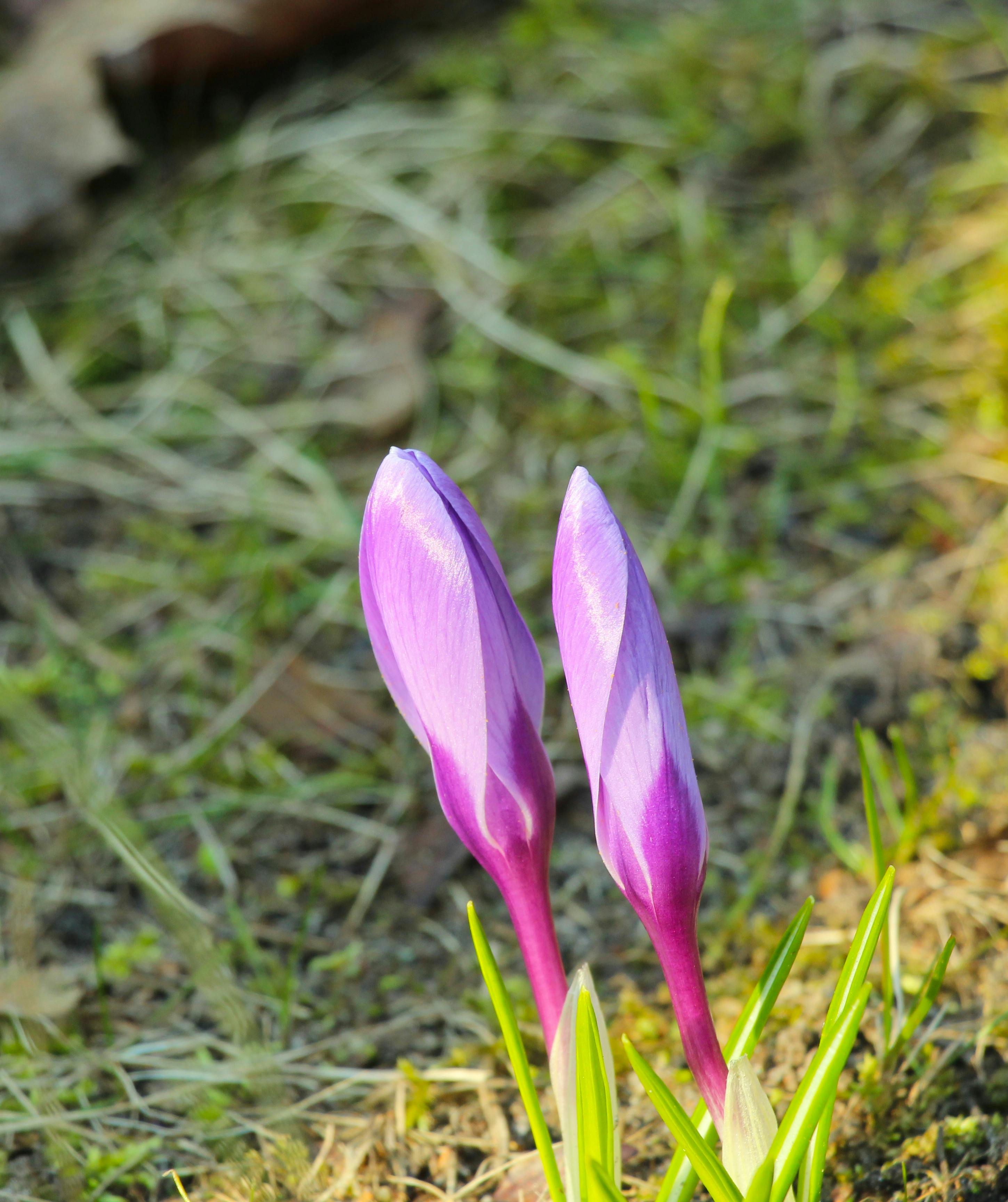 Purple Crocus Buds Emerging in Early Spring · Free Stock Photo