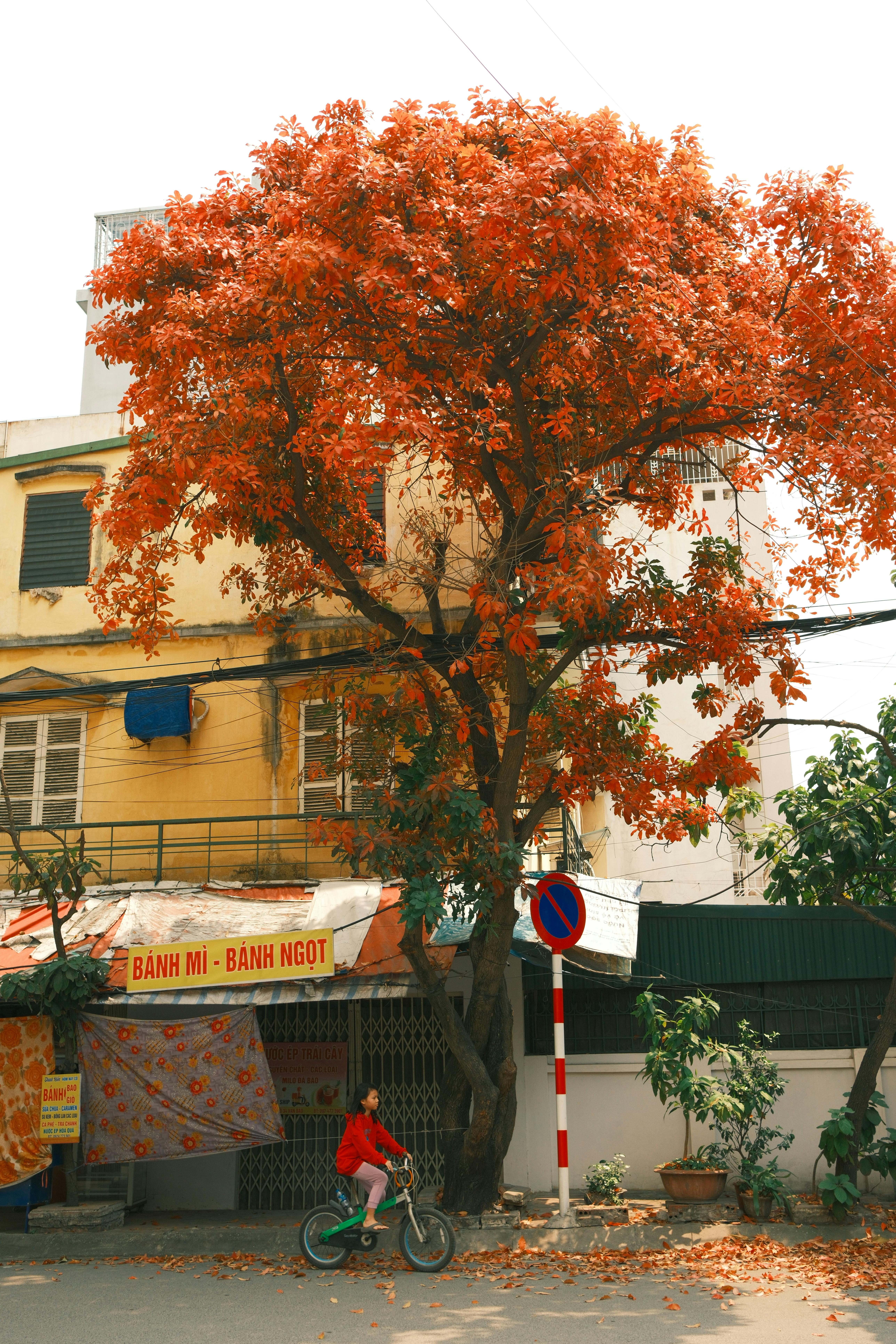 Autumn Leaves on Branches of Tree in Hanoi, Vietnam · Free Stock Photo