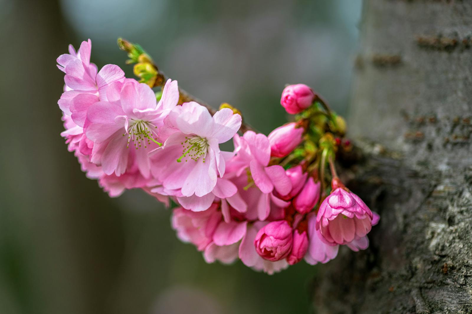Spring Wallpaper Photos, Download The BEST Free Spring Wallpaper Stock ...