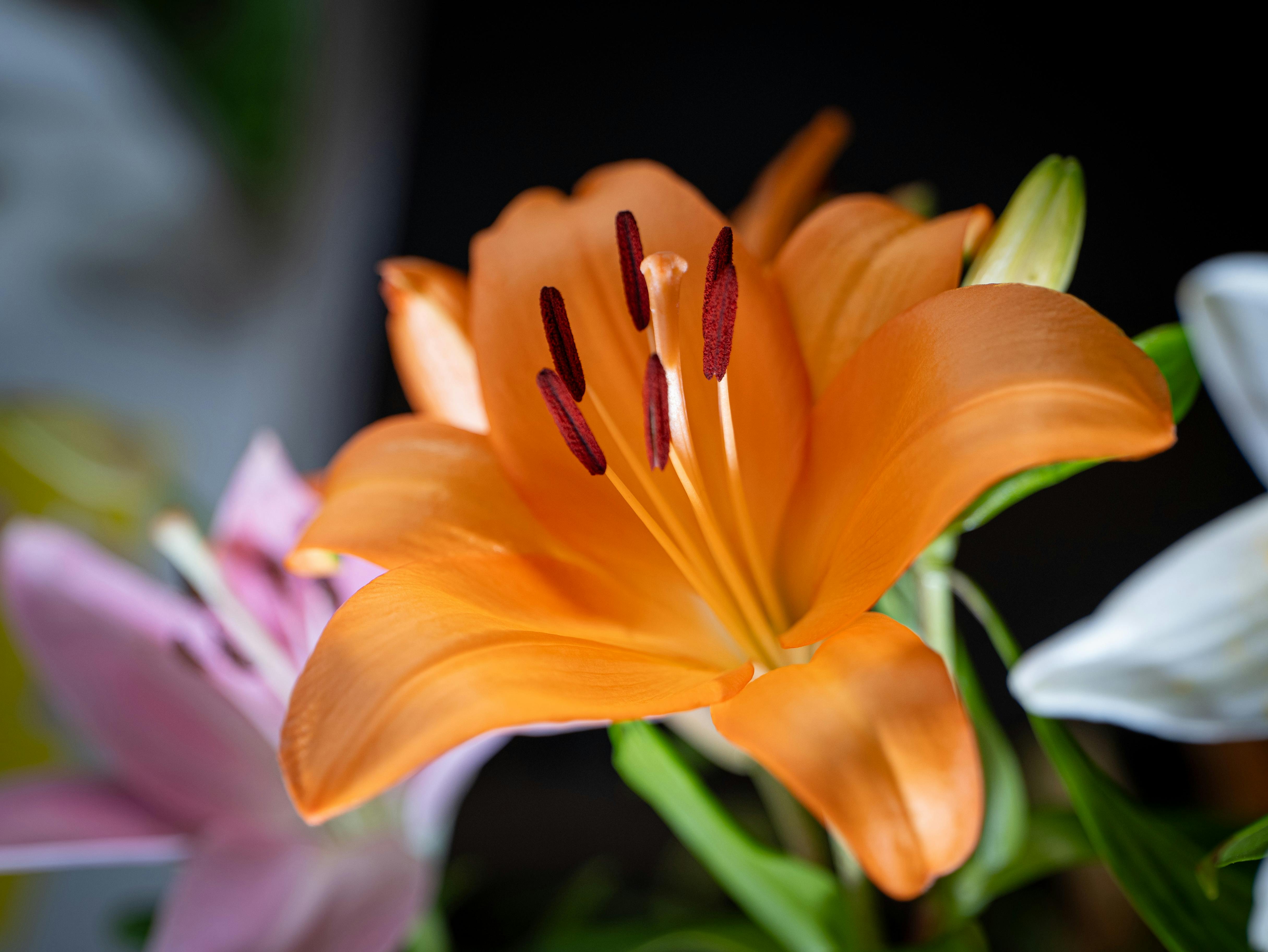 Lys Photos, Download The BEST Free Lys Stock Photos & HD Images