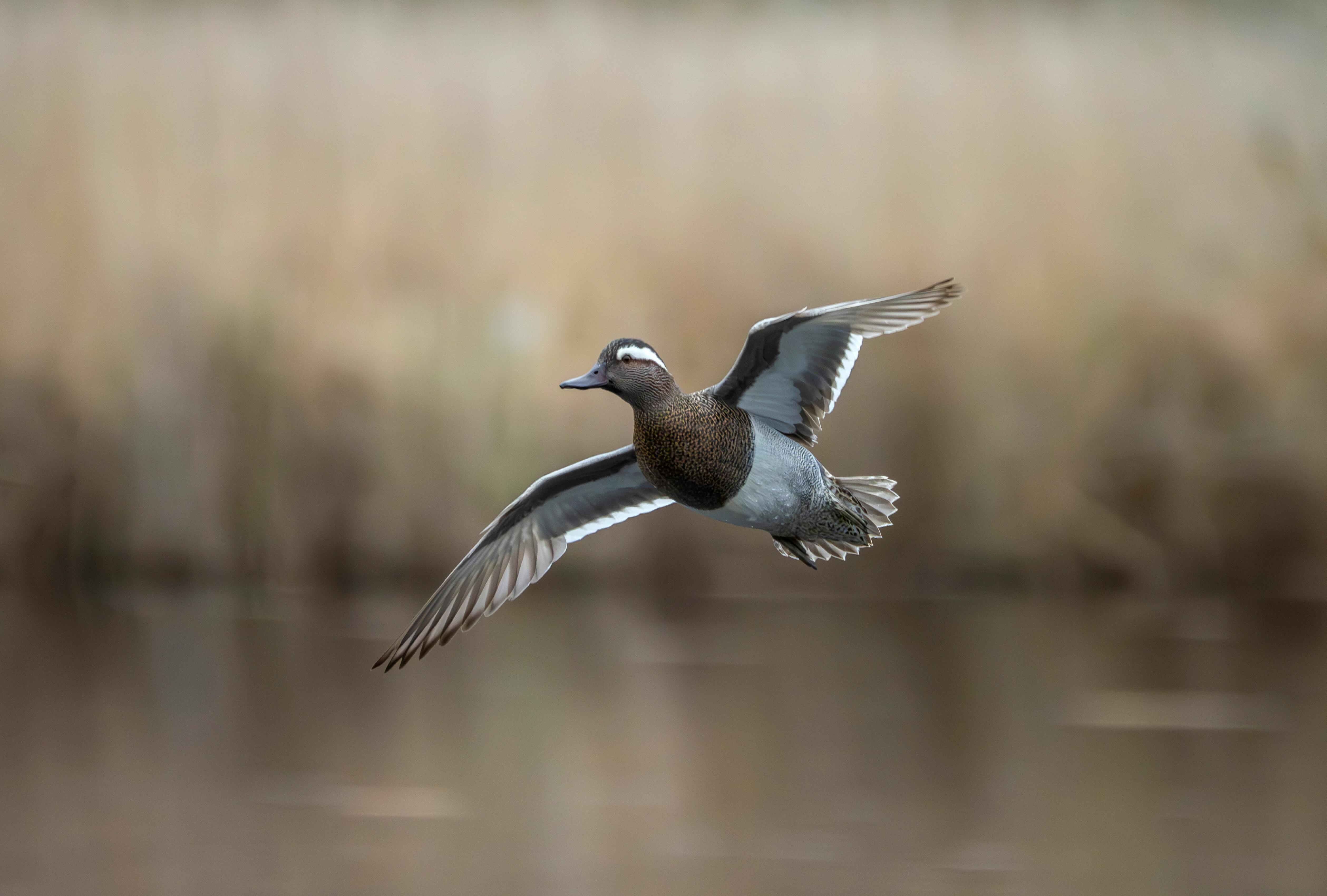 Elegant Flight of a Garganey over Serene Waters · Free Stock Photo