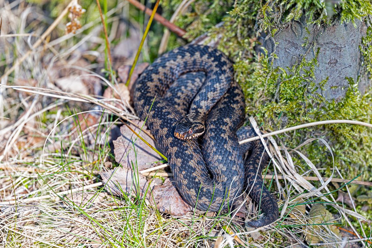 Hidden Dangers: Venomous and Wild Animals in Scotland Found