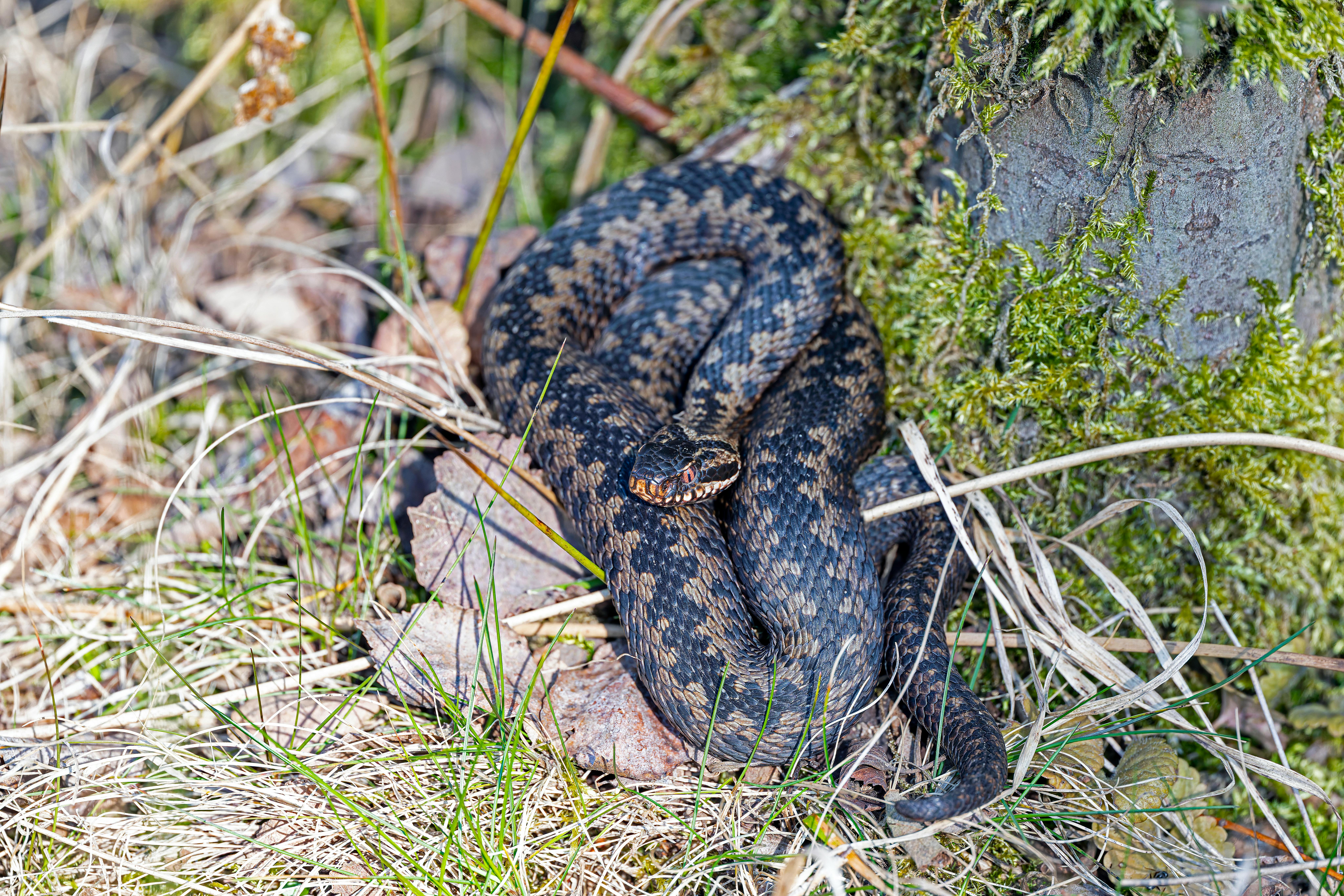 Animated Snake Photos, Download The BEST Free Animated Snake Stock ...