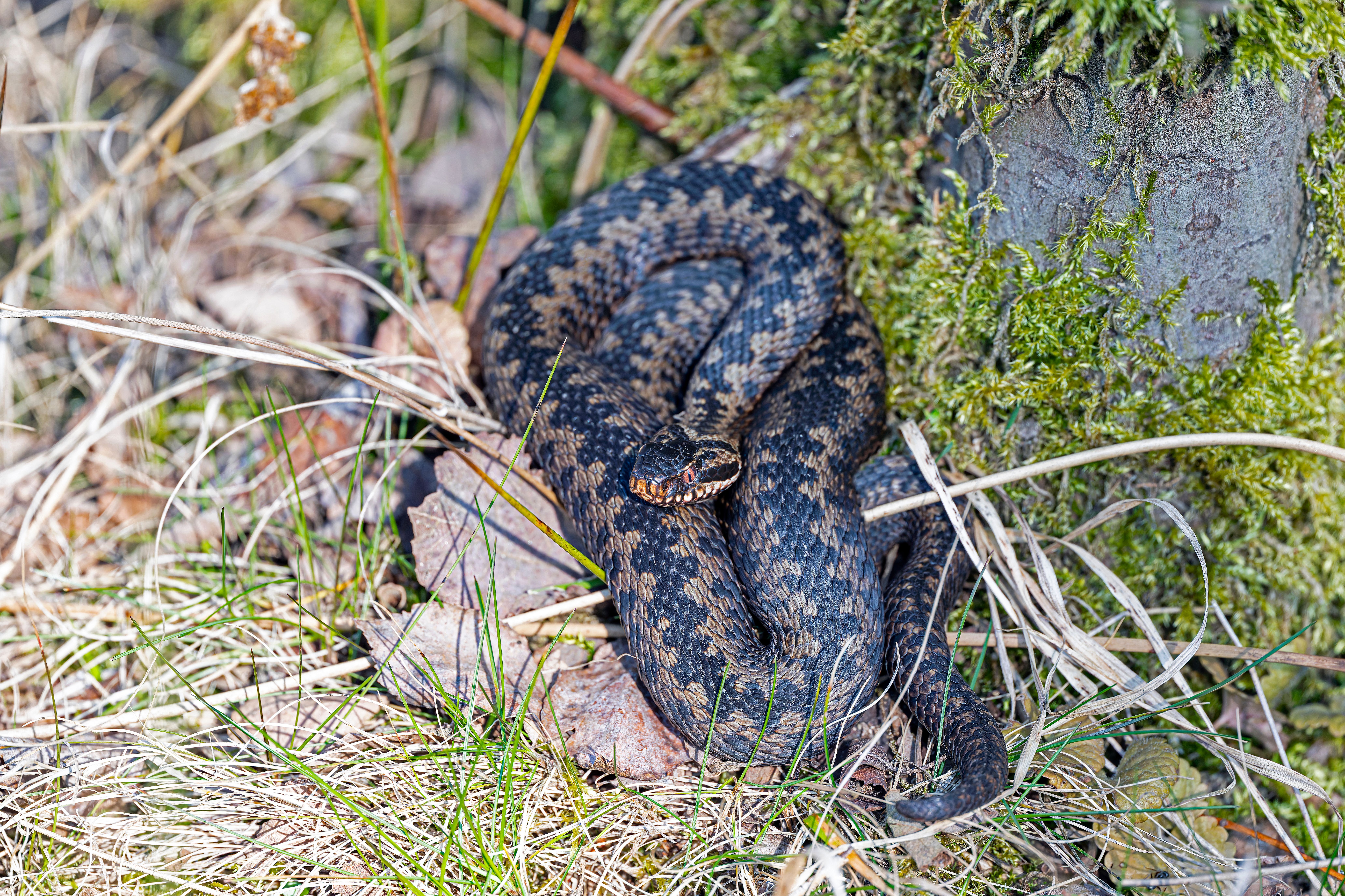 Víbora Europea En Su Hábitat Natural · Foto de stock gratuita