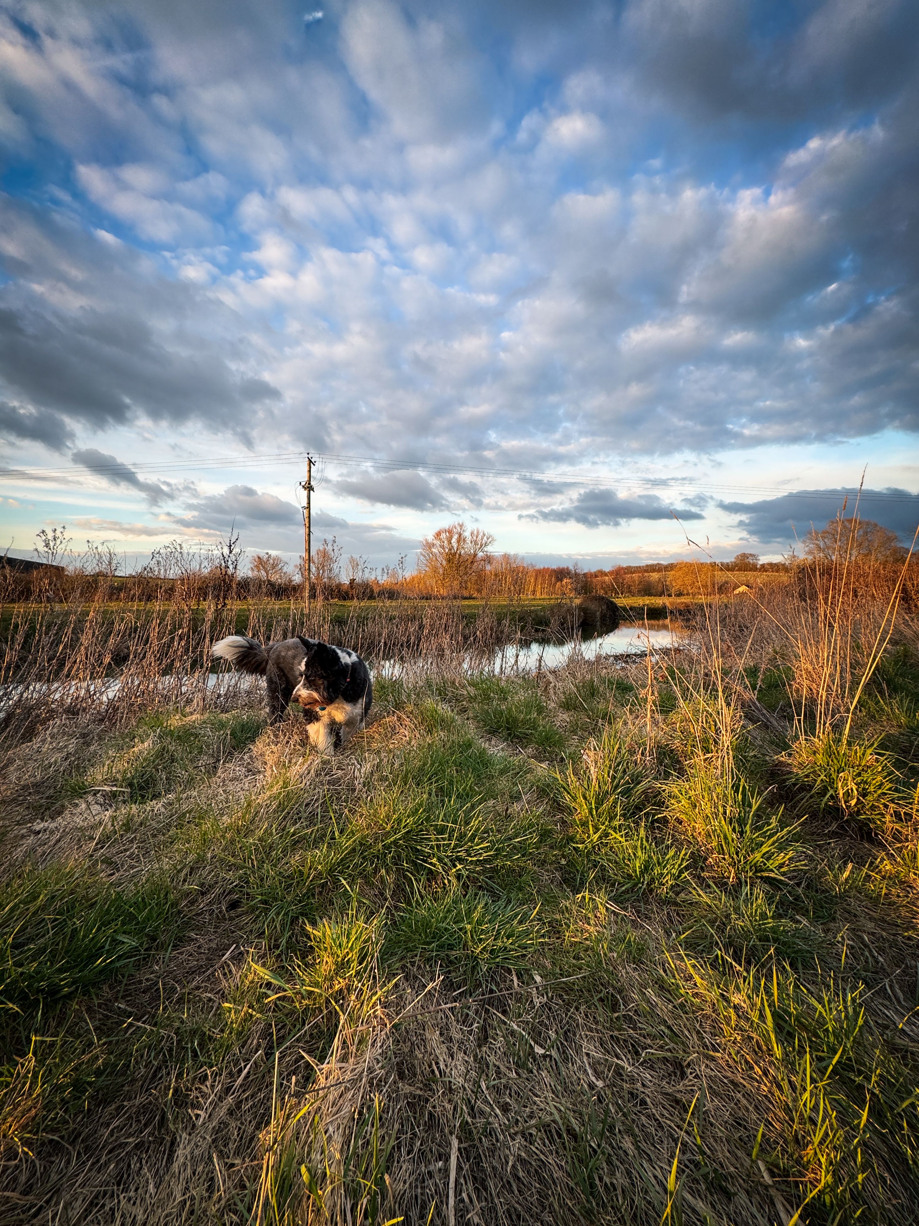 Border Collie in Scenic English Countryside Landscape · Free Stock Photo