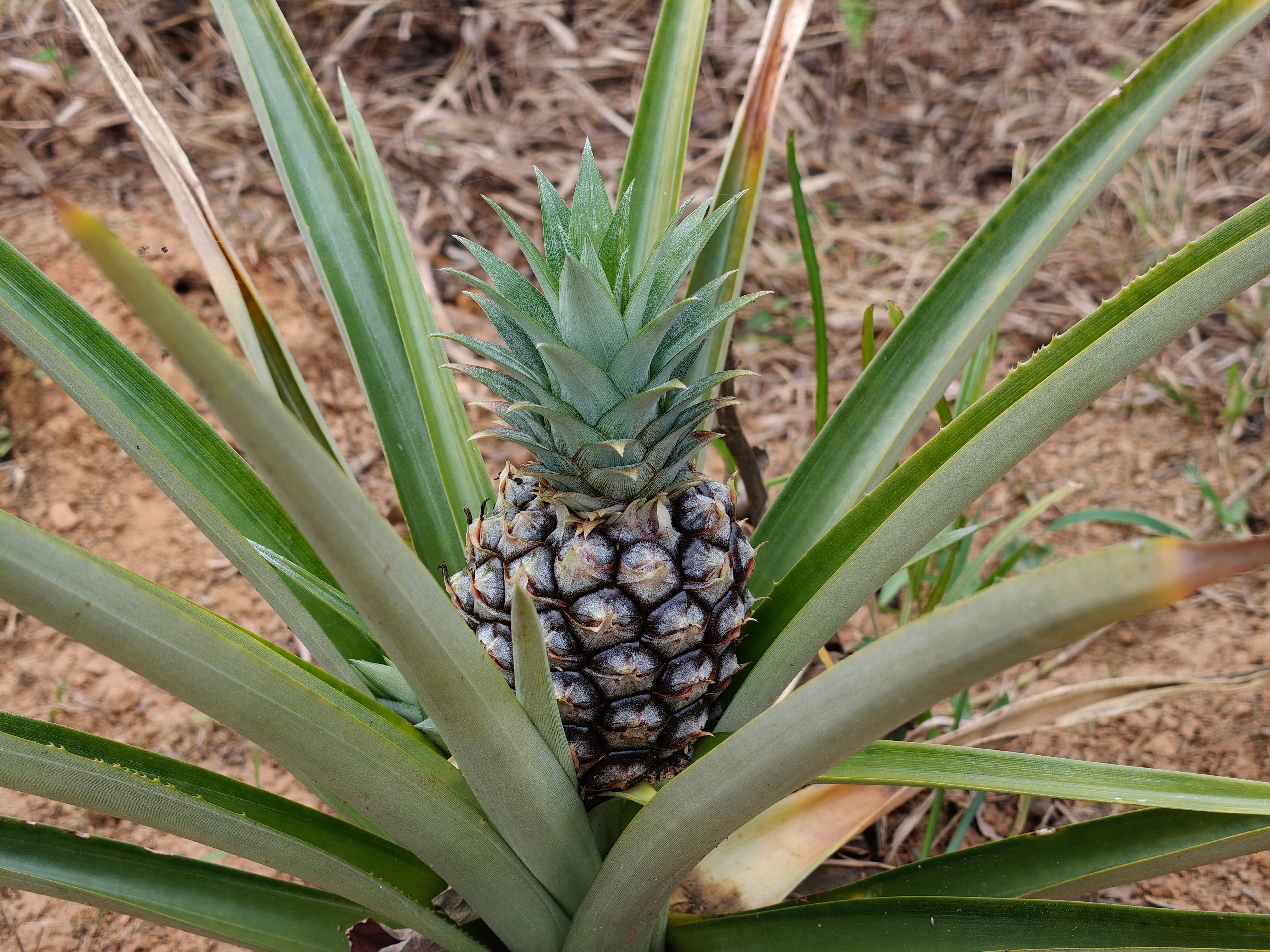 Primer Plano De Una Planta De Piña En El Campo · Foto de stock gratuita