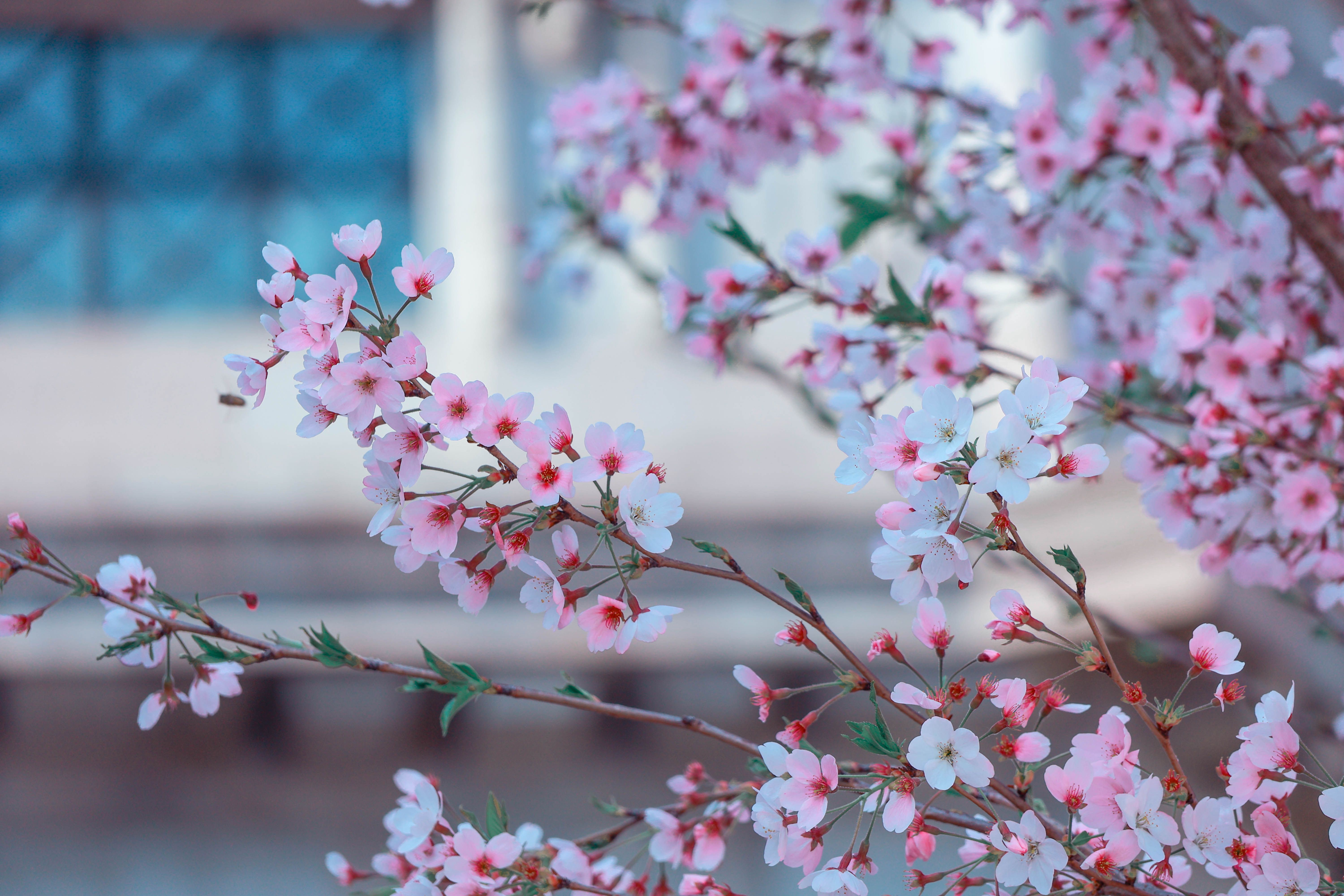 Vibrant Spring Cherry Blossoms in Bloom · Free Stock Photo