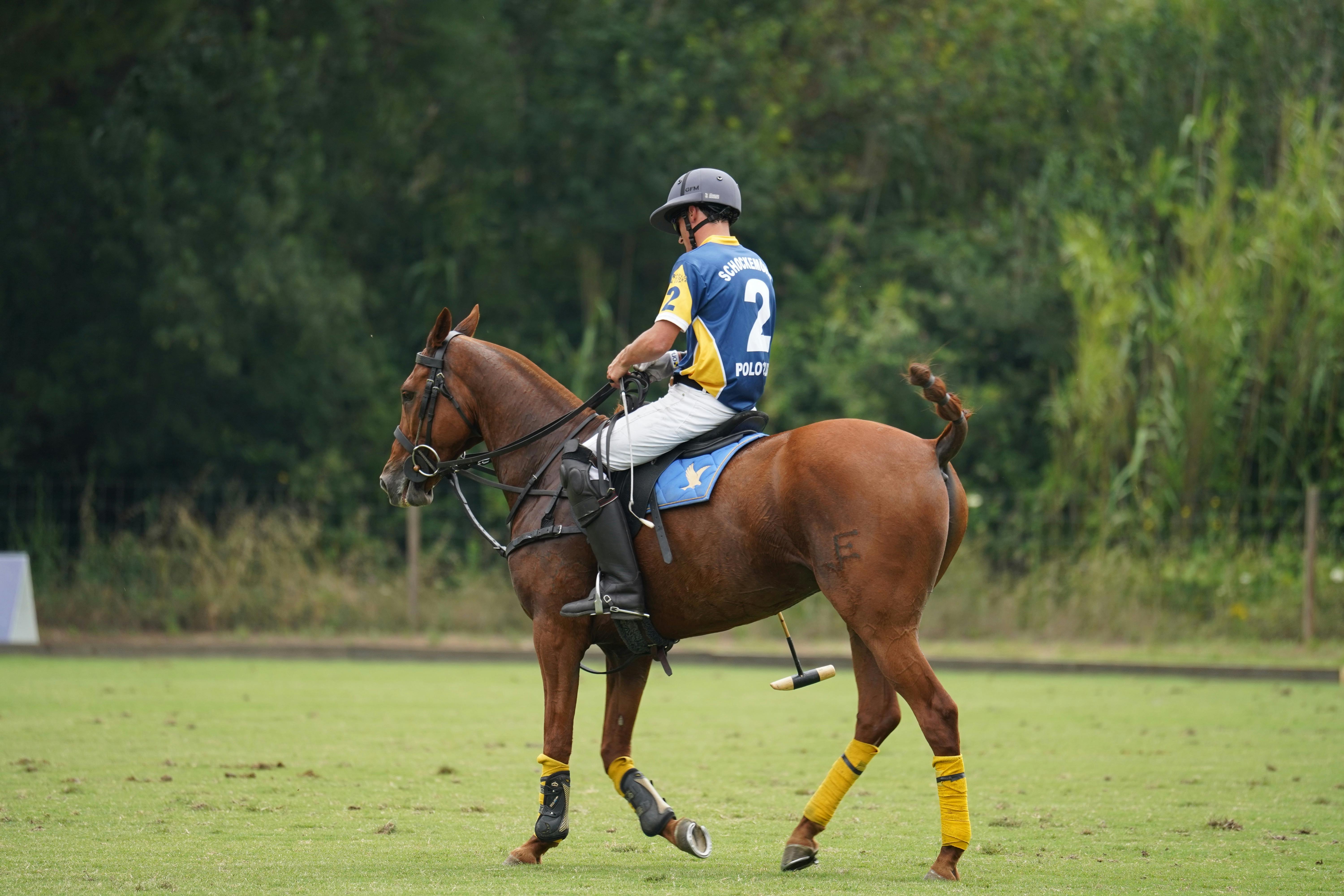 Animal Teams Photos, Download The BEST Free Animal Teams Stock Photos ...