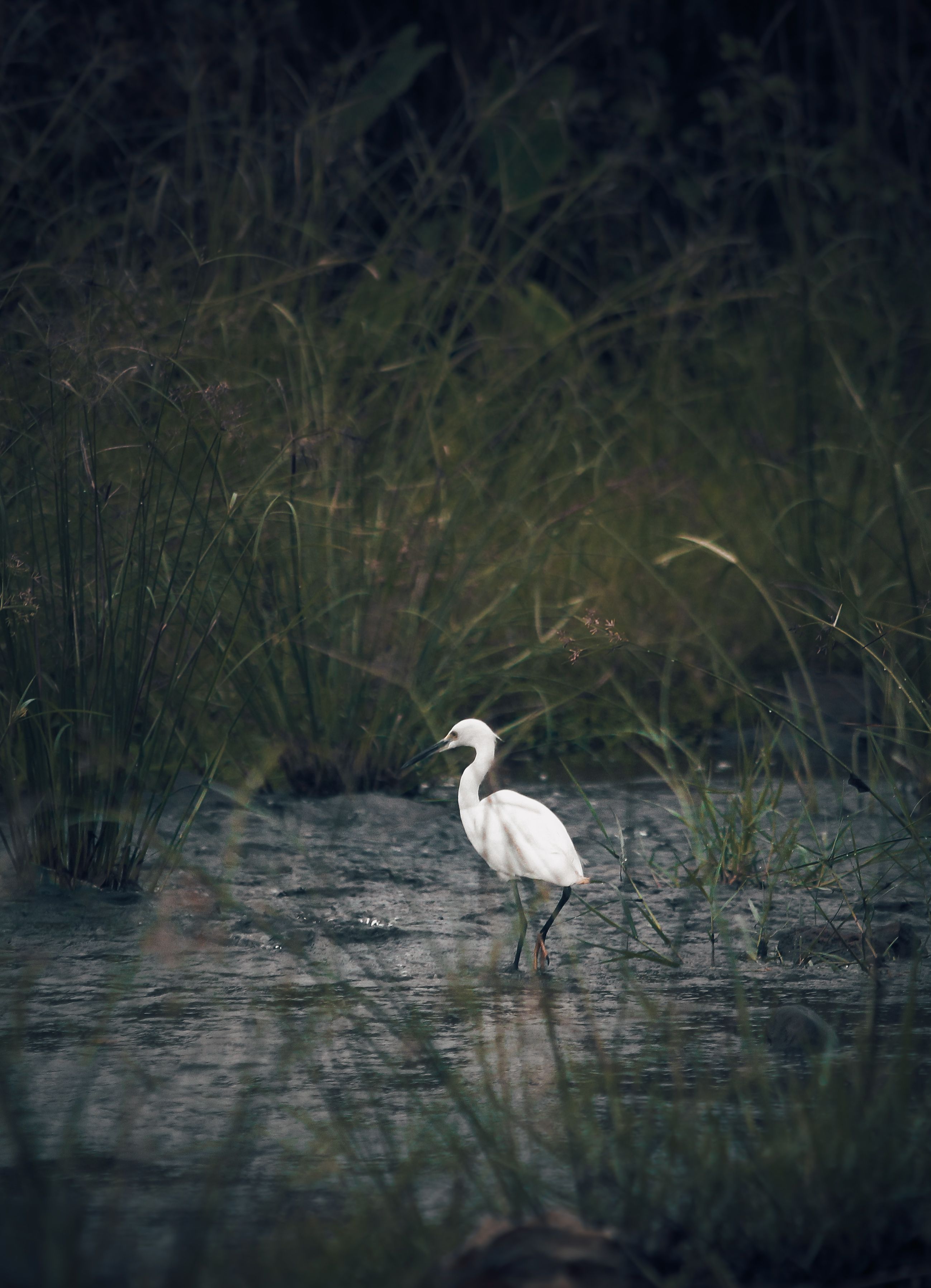 Serene Egret in Natural Wetland Habitat · Free Stock Photo